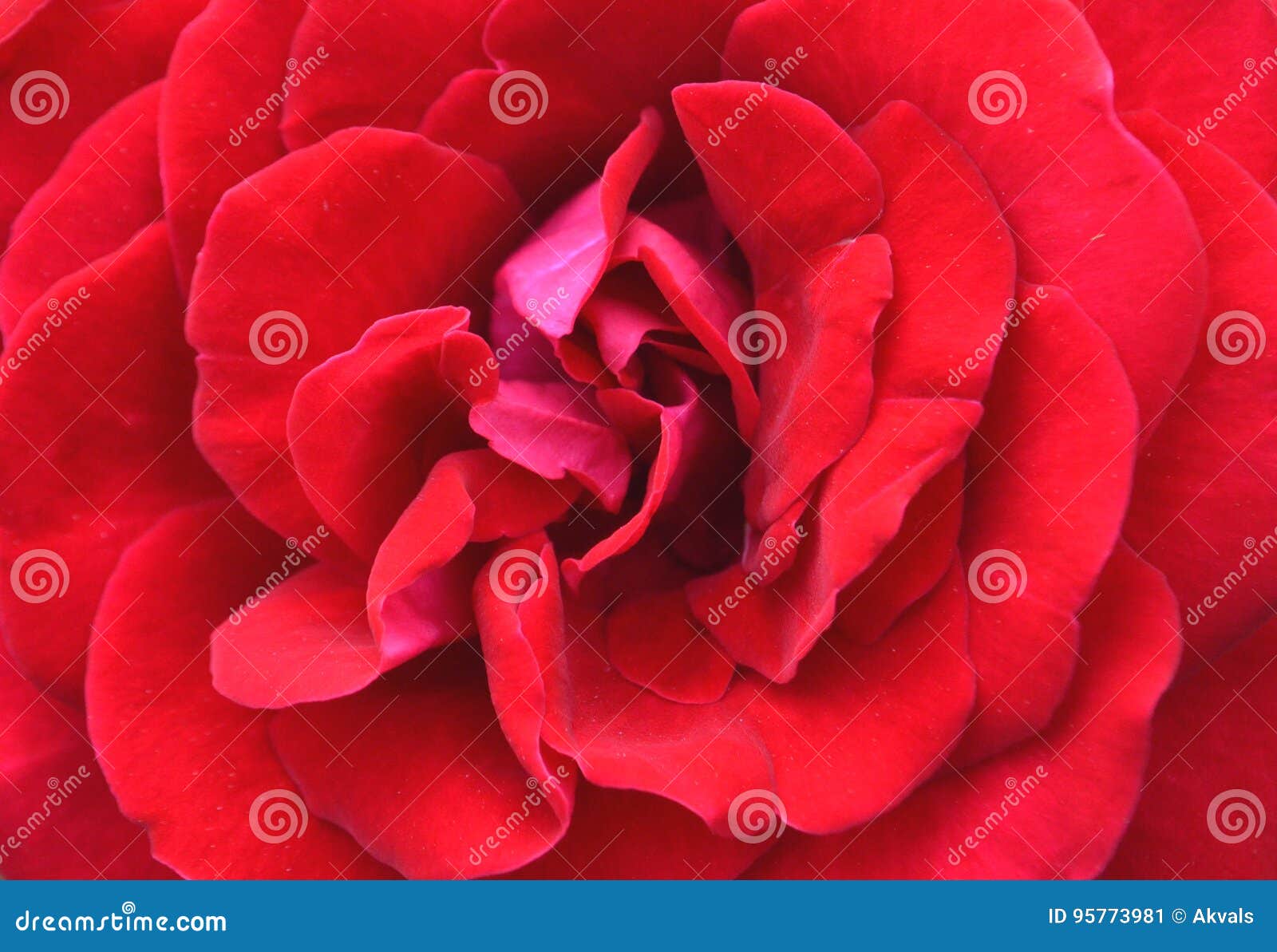 Close Up of a Red Rose Flower Top View Full Frame Stock Image - Image ...