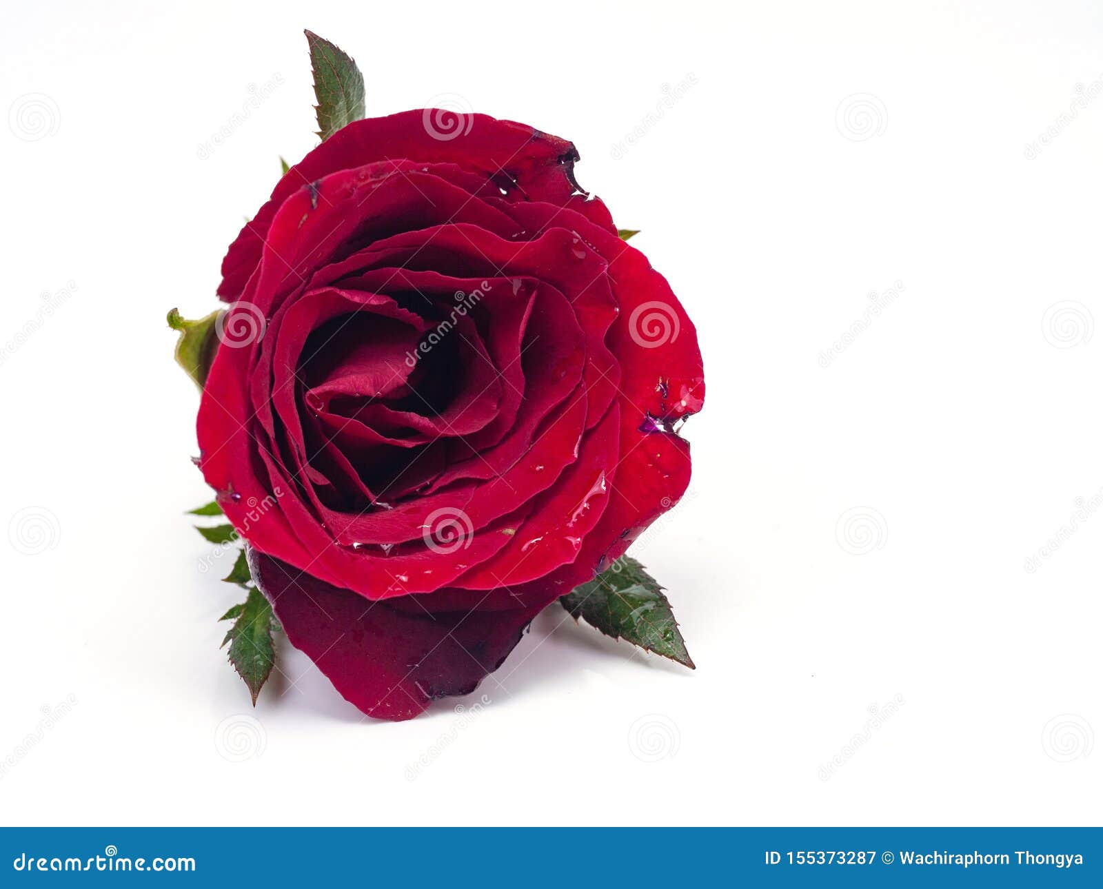 Close Up of Red Rose Flower with Rose on White Background Stock Image ...