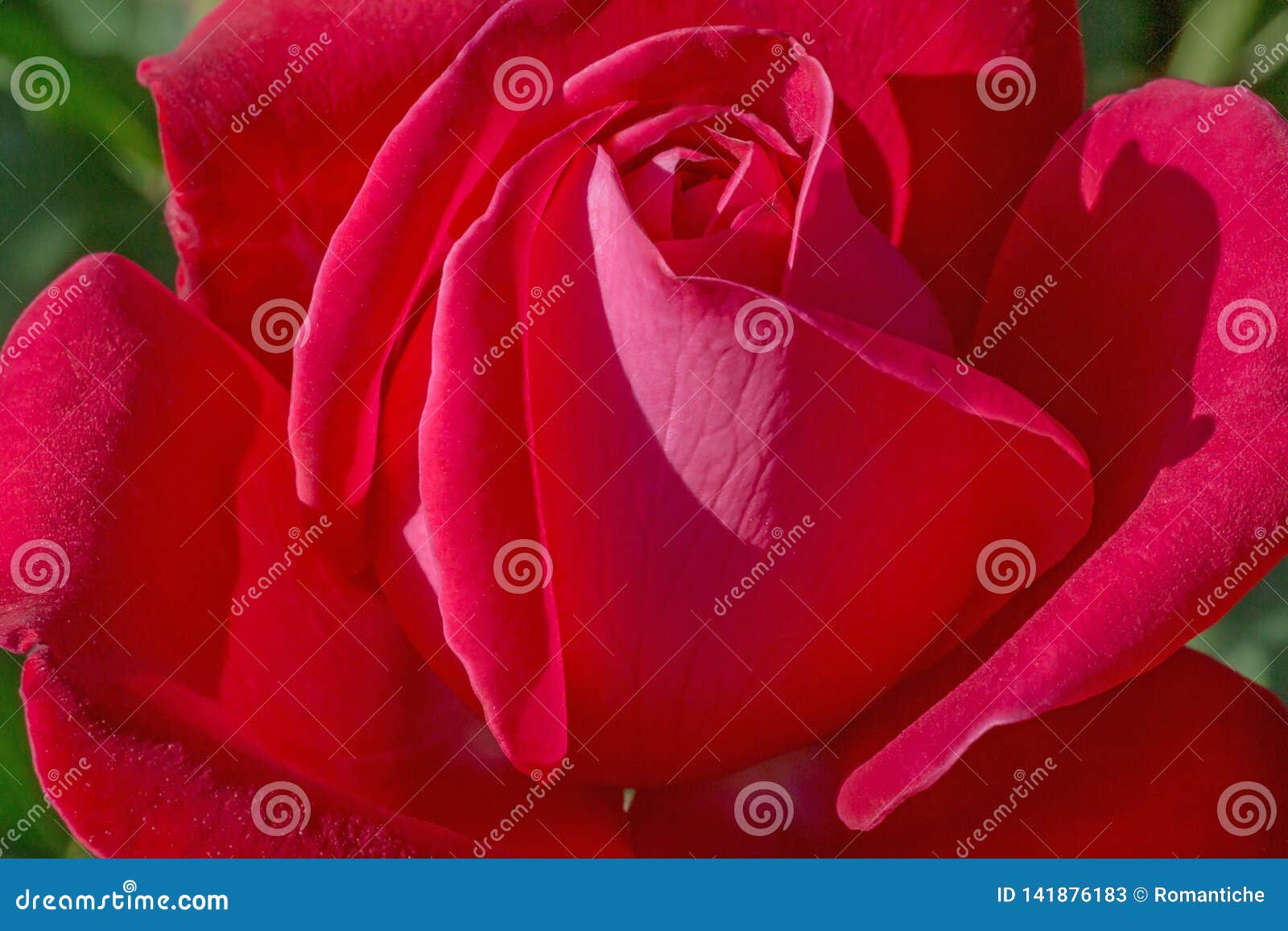 Close up of red rose stock image. Image of outdoor, flower - 141876183