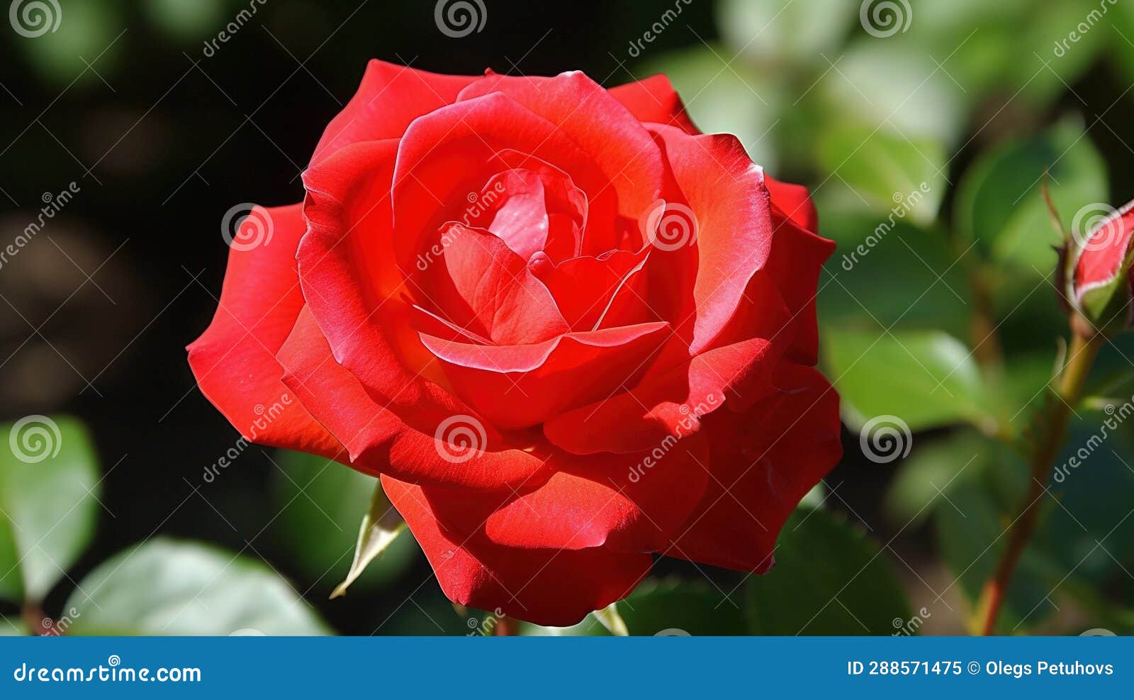 A Close Up of a Red Rose with Green Leaves in the Background Stock ...