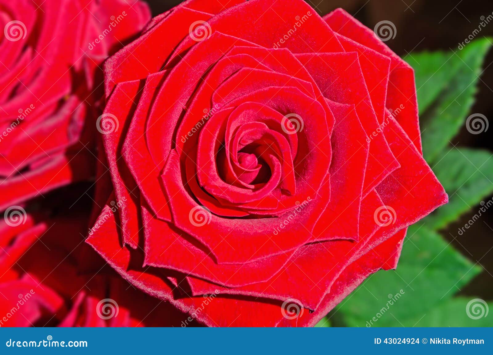 Close-up of the Red Rose Head Stock Photo - Image of petals, abstract ...