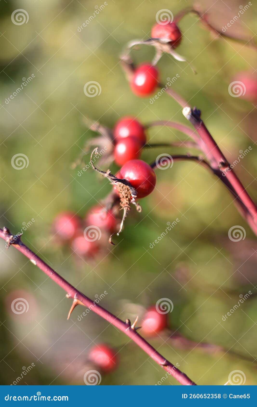 Rose hips in autumn stock photo. Image of branch, close - 260652358