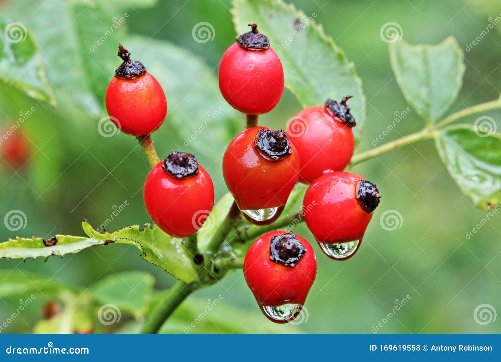 Close up of red rose hips stock photo. Image of ripe - 169619558
