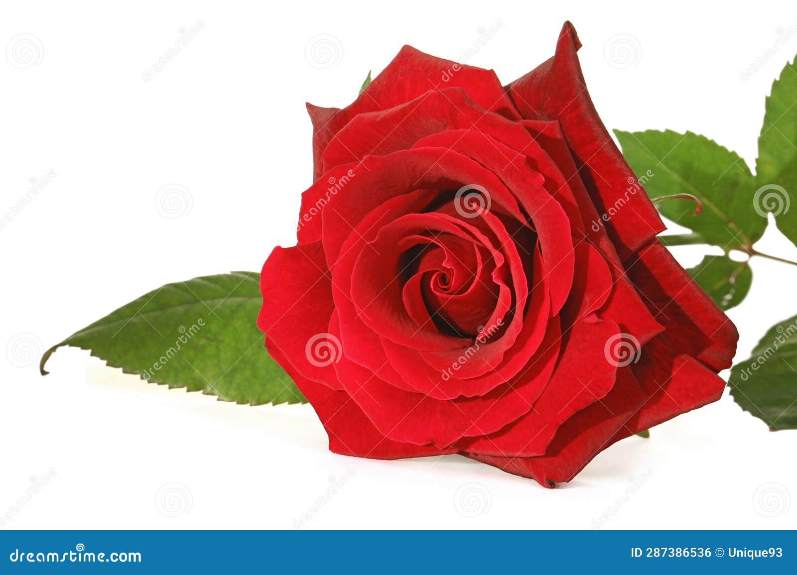 Close-up of Red Rose with Leaf Stock Photo - Image of romantic, bush ...