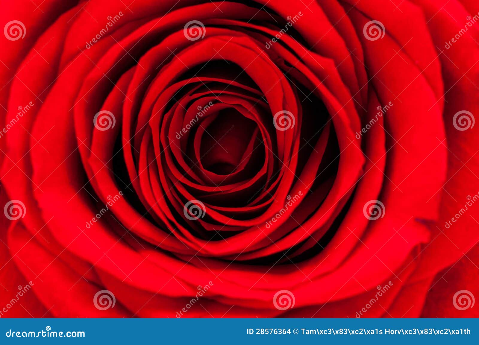 Close up of red rose petal stock photo. Image of blossom - 28576364