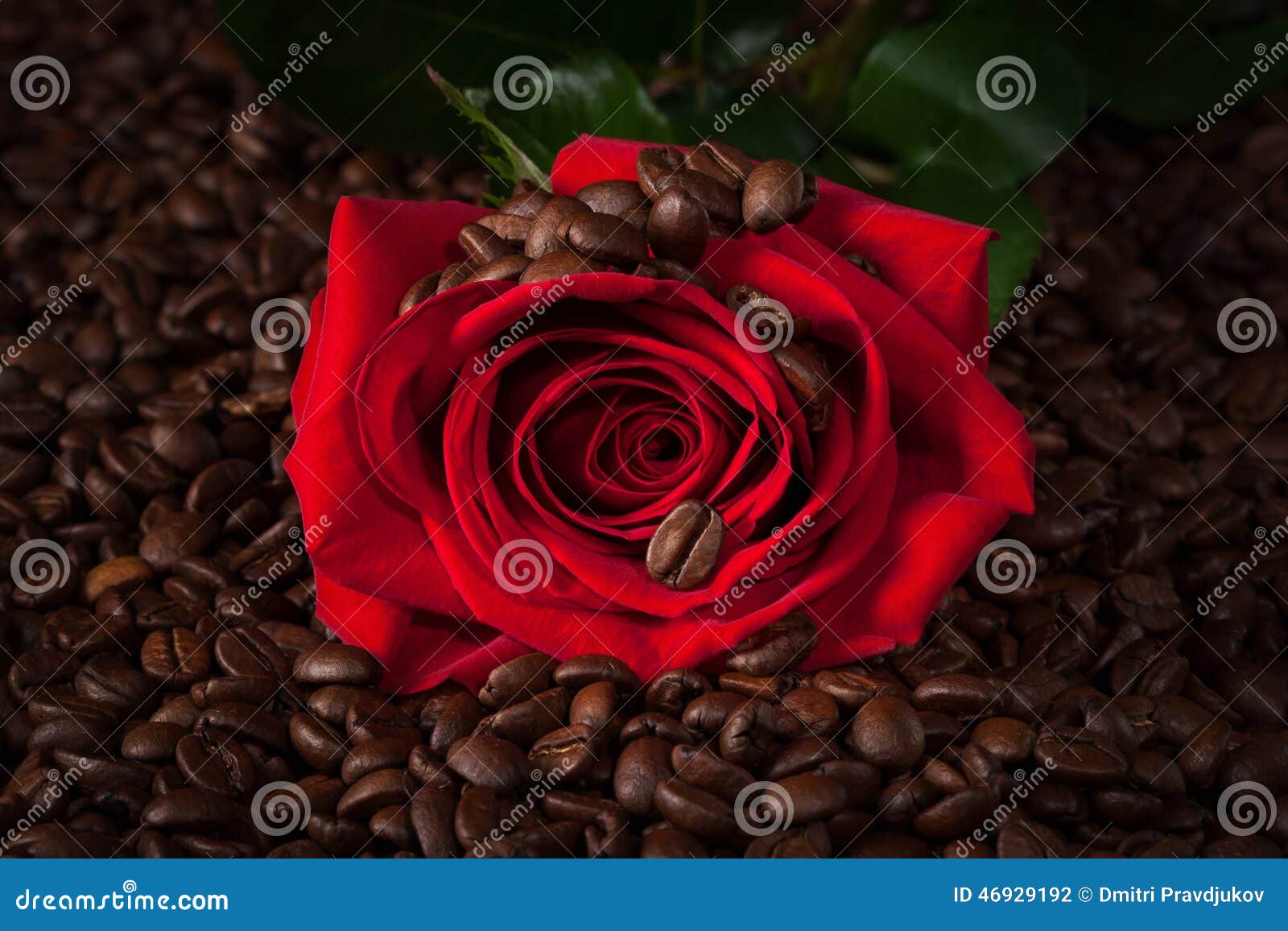 Close Up of Red Rose on Roasted Coffee Beans Stock Photo - Image of ...