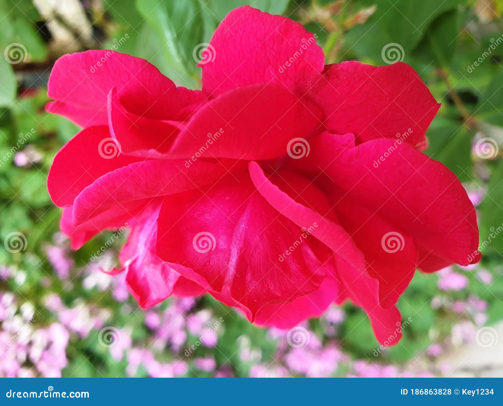 Macro of flower red rose stock photo. Image of nature - 186863828