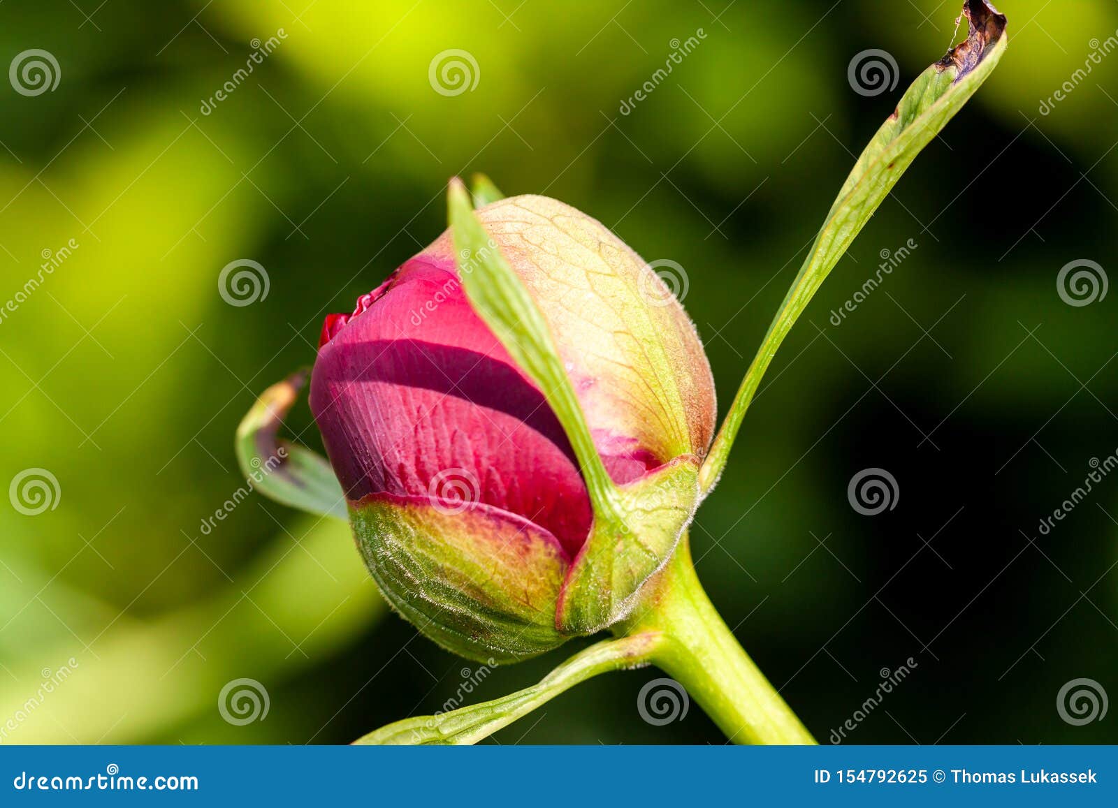 Close Up of Red Rose Starting To Open Stock Image - Image of beauty ...