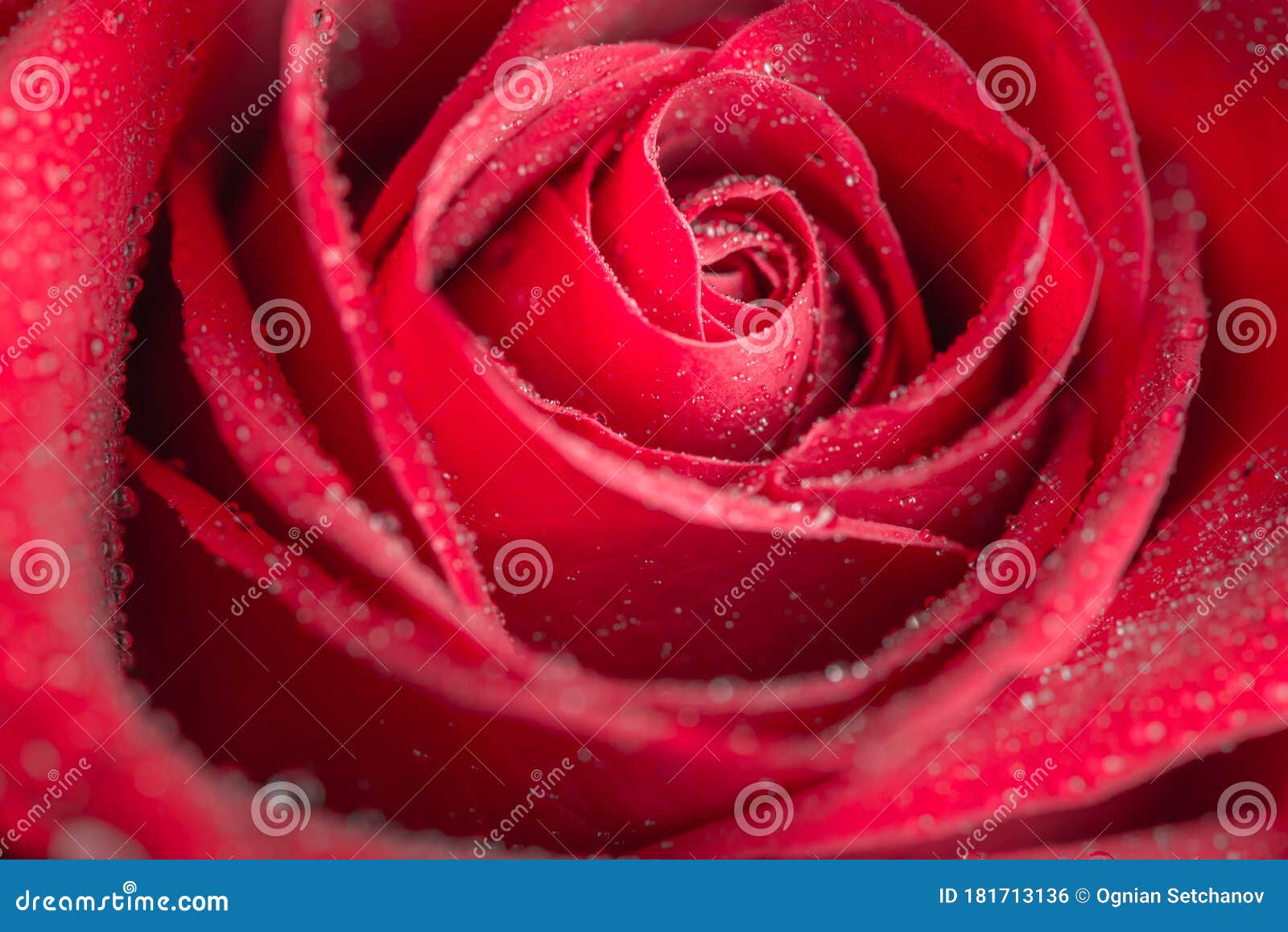 Close Up of a Red Rose with Water Droplets Stock Photo - Image of ...