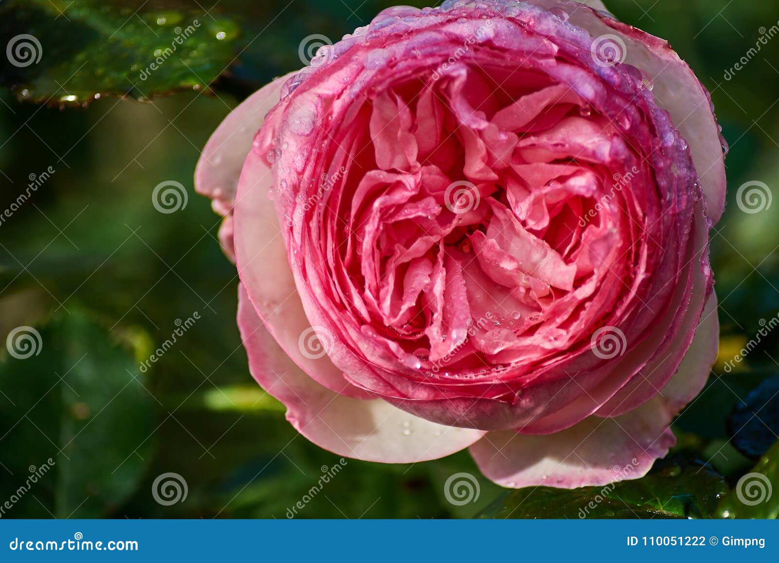 Close up of a red rose stock photo. Image of romantic - 110051222