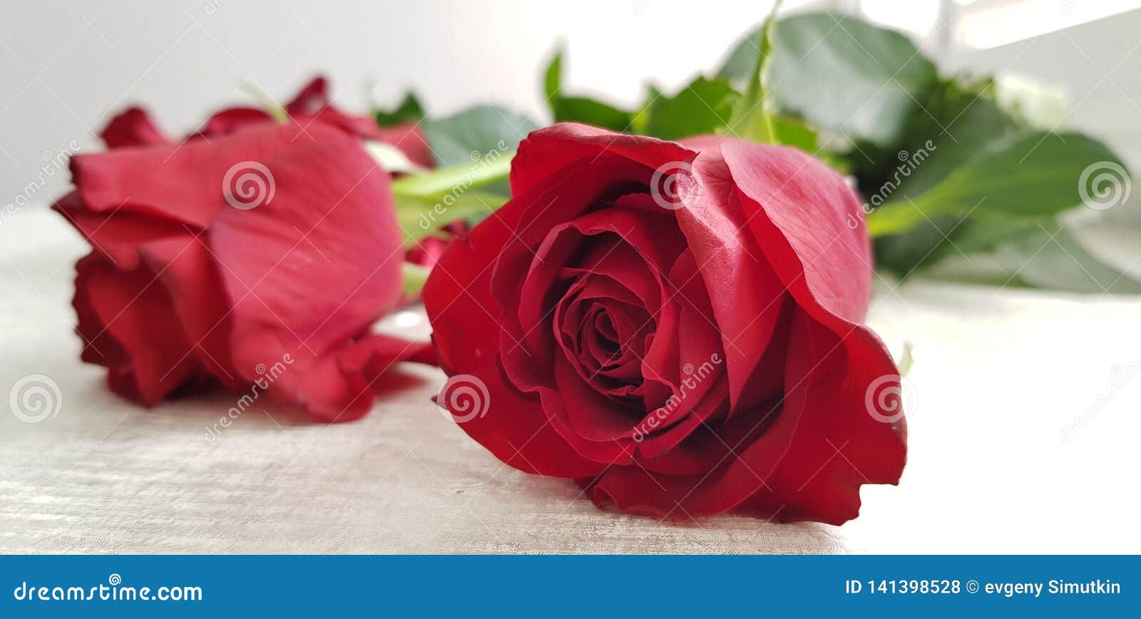 Close Up of Red Roses on White Table Stock Photo - Image of table, grow ...