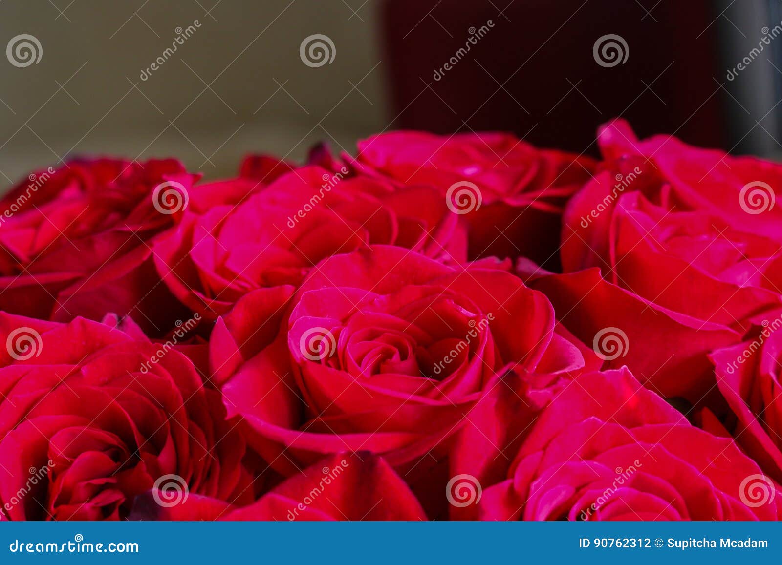Close up of red roses. stock photo. Image of garden, decoration - 90762312