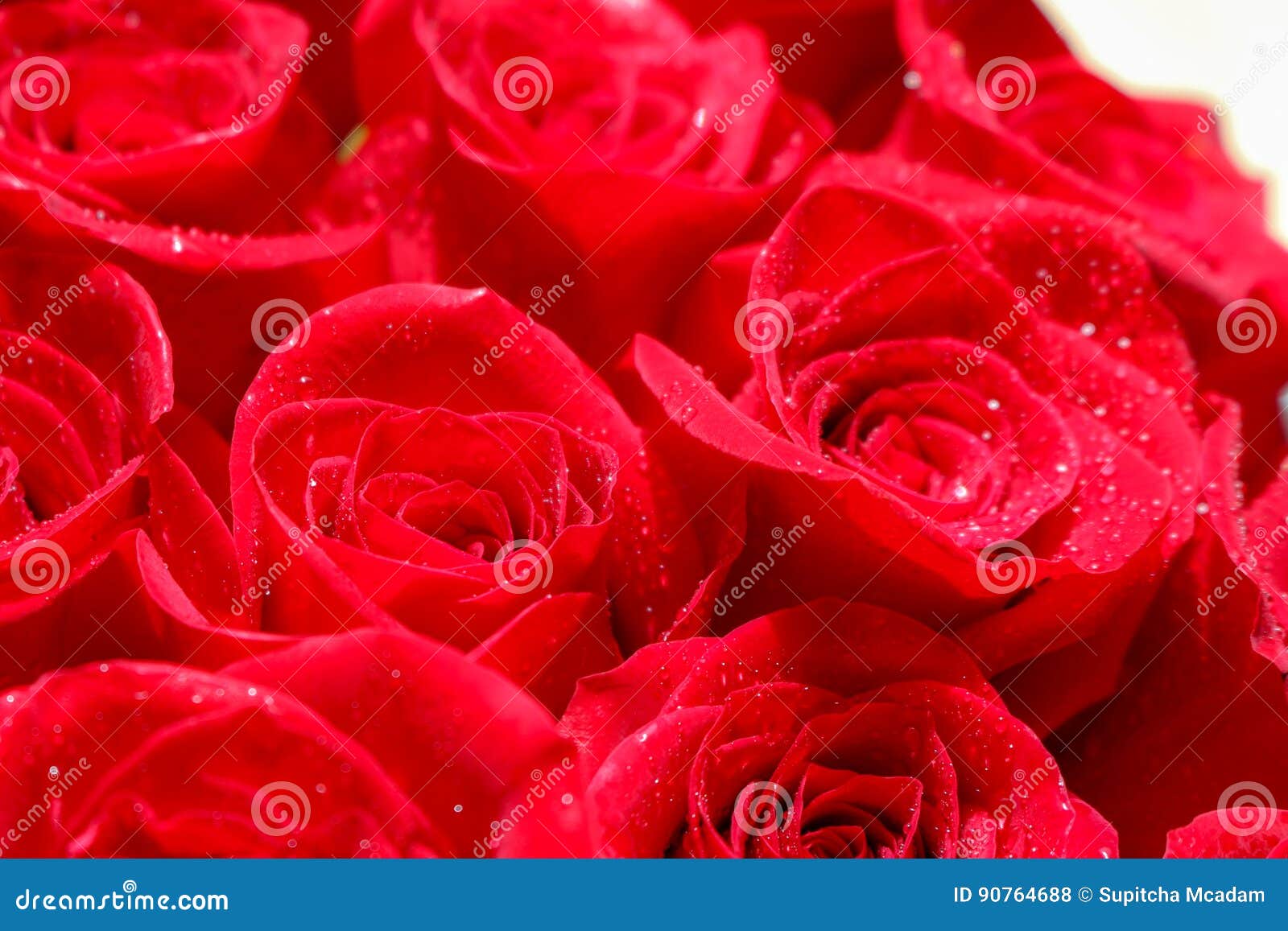 Close Up of Red Roses and Water Drops. Stock Photo - Image of macro ...