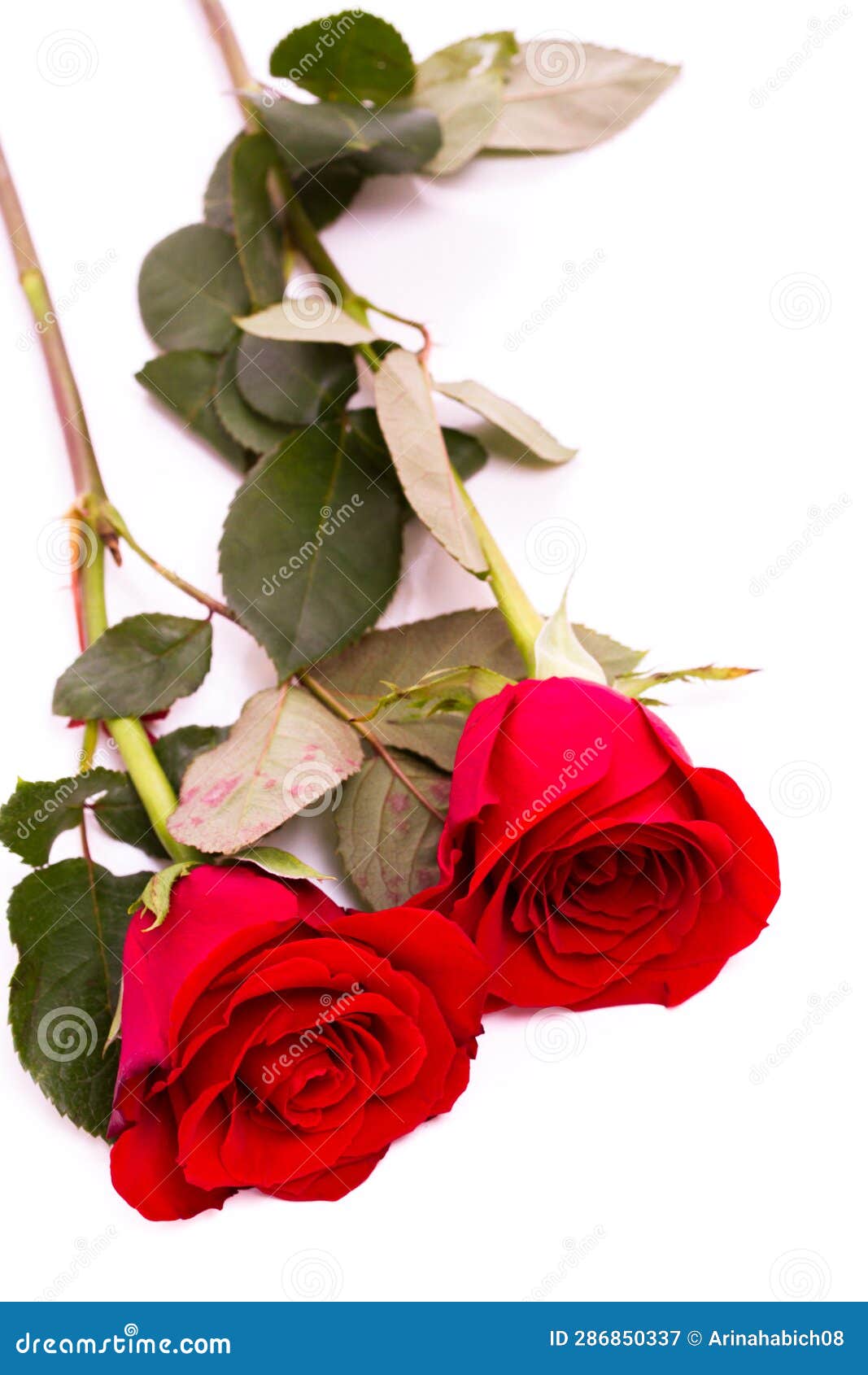 Red roses stock image. Image of rose, roses, blooming - 286850337