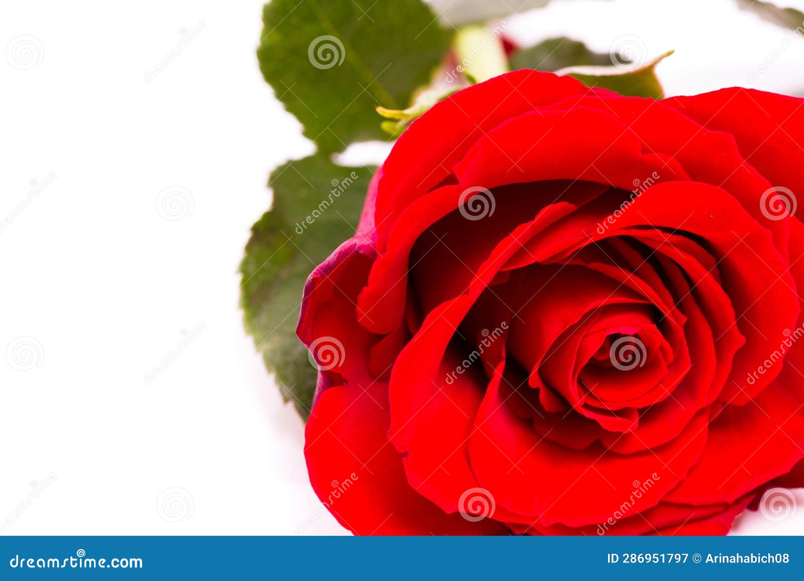 Red roses stock image. Image of green, floral, white - 286951797