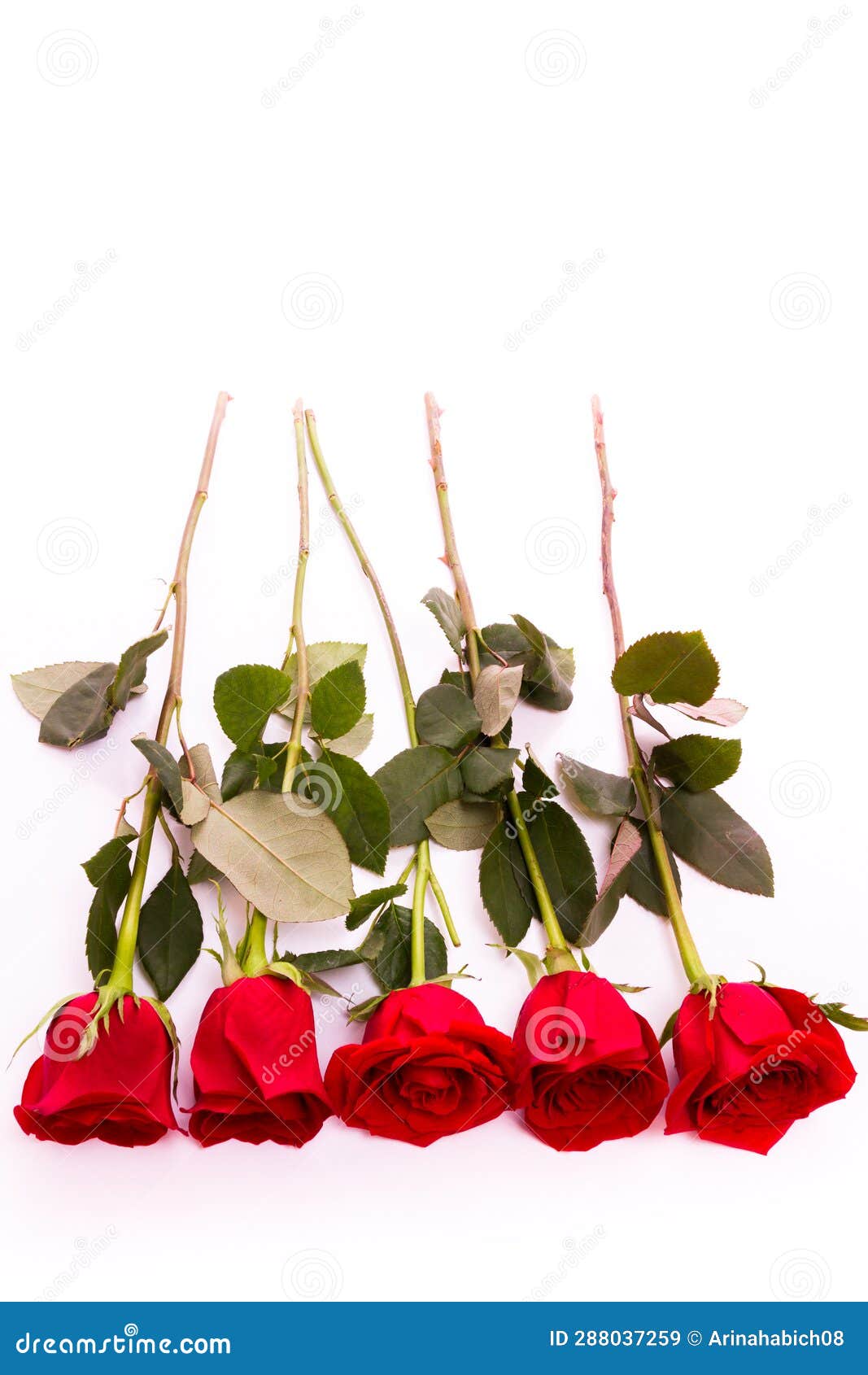 Red roses stock image. Image of leaf, flower, perennial - 288037259
