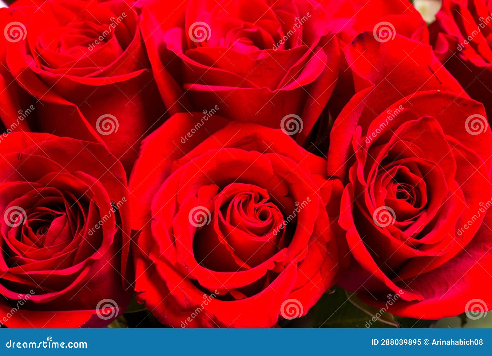 Red roses stock image. Image of white, leaf, flower - 288039895