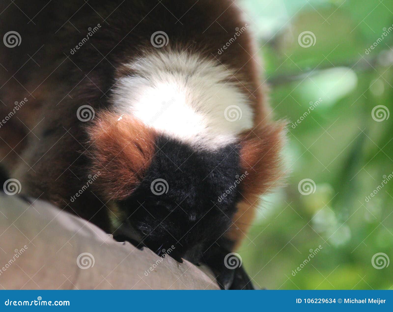 Red ruffed lemur stock photo. Image of forest, africa - 106229634