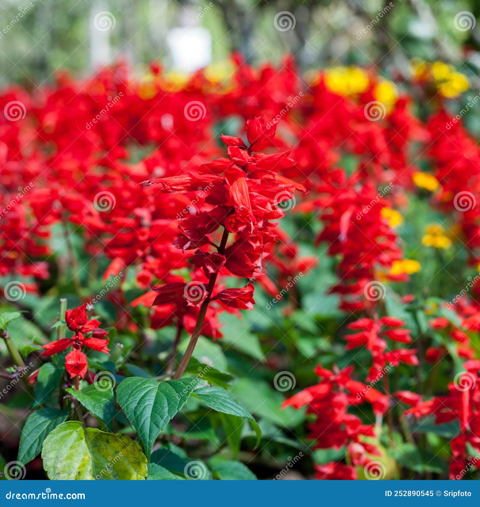 Close-up Red Salvia Salvia Splendens Stock Image - Image of grow ...