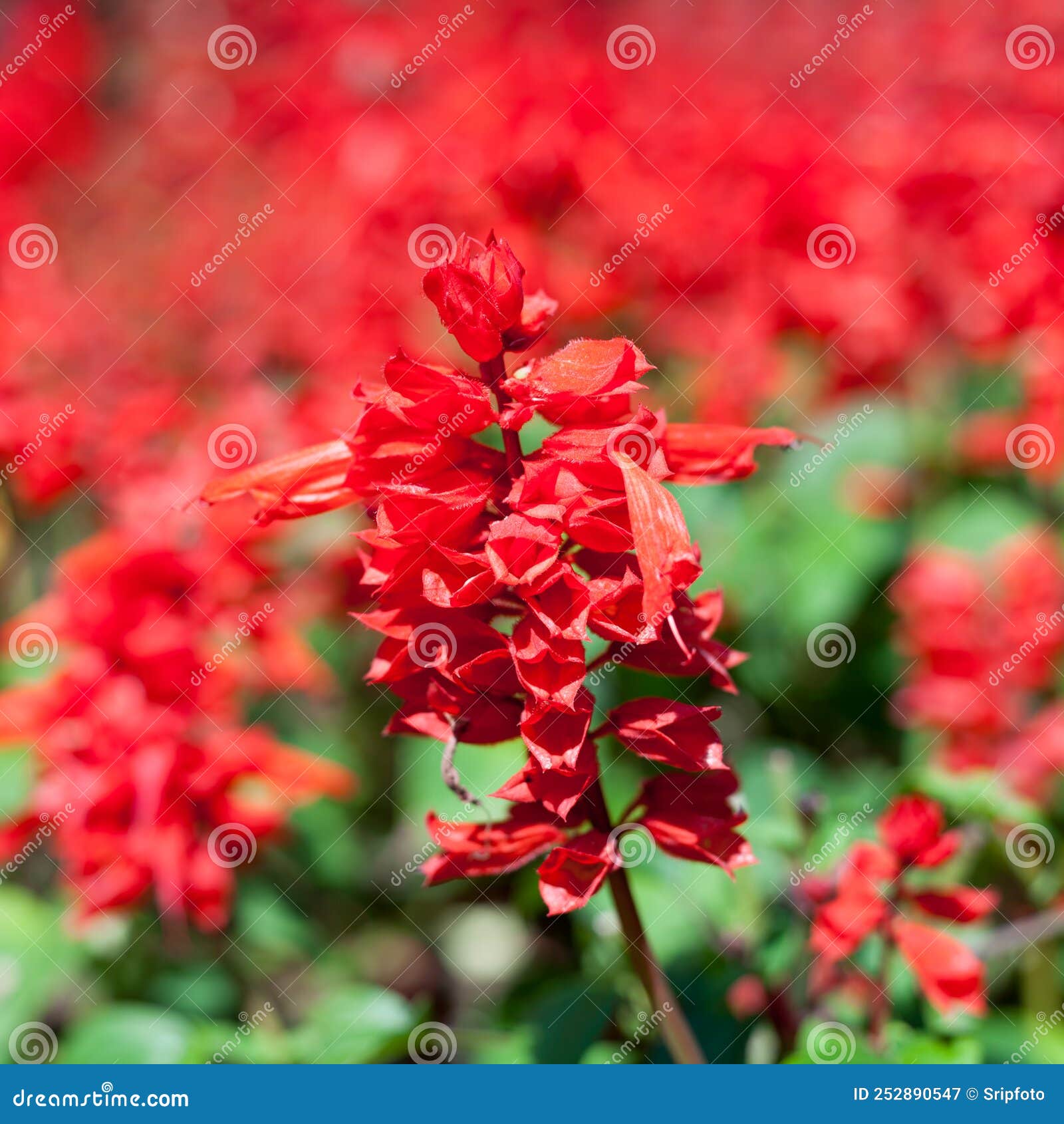 Close-up Red Salvia Salvia Splendens Stock Image - Image of floral ...