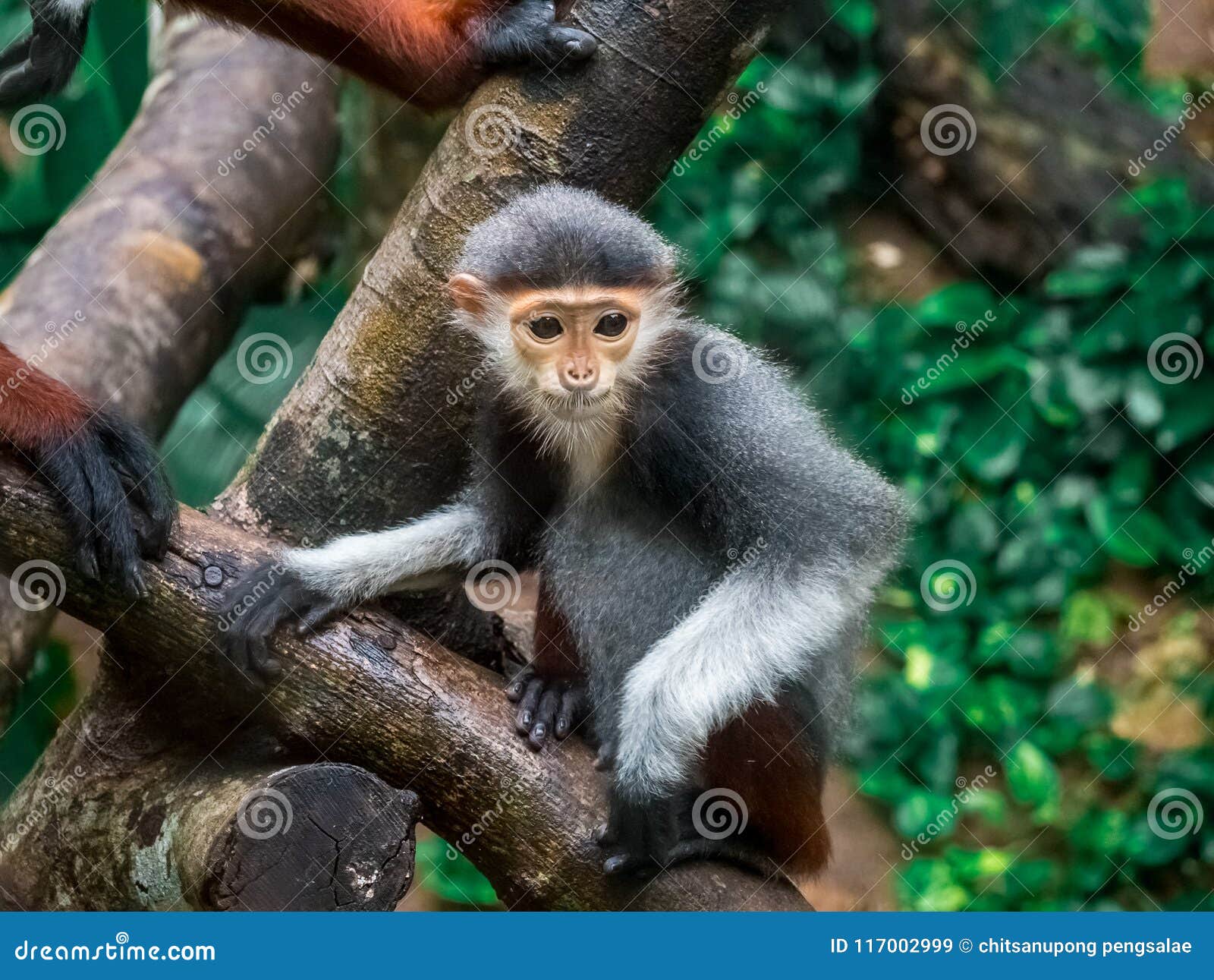 Close Up Red-shanked Douc Langur Monkey on the Tree with Family. Stock ...