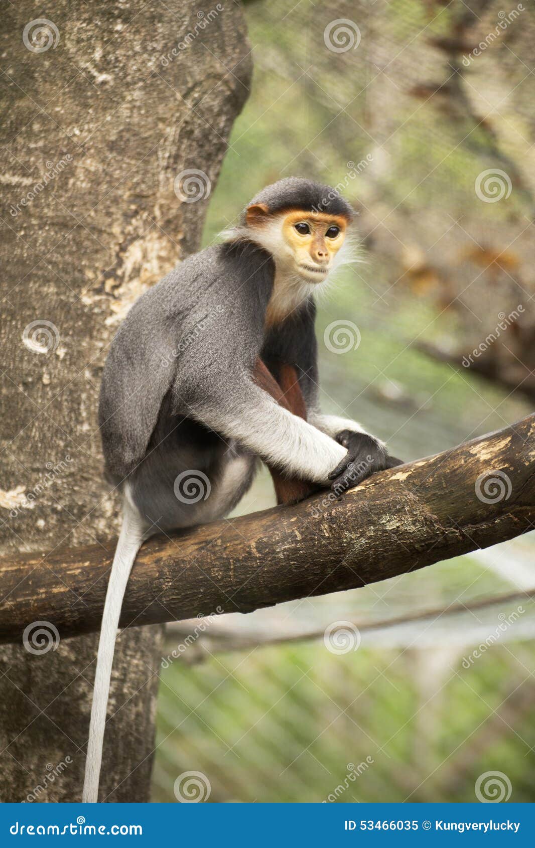 Close Up Red-shanked Douc Langur Stock Image - Image of nature, travel ...