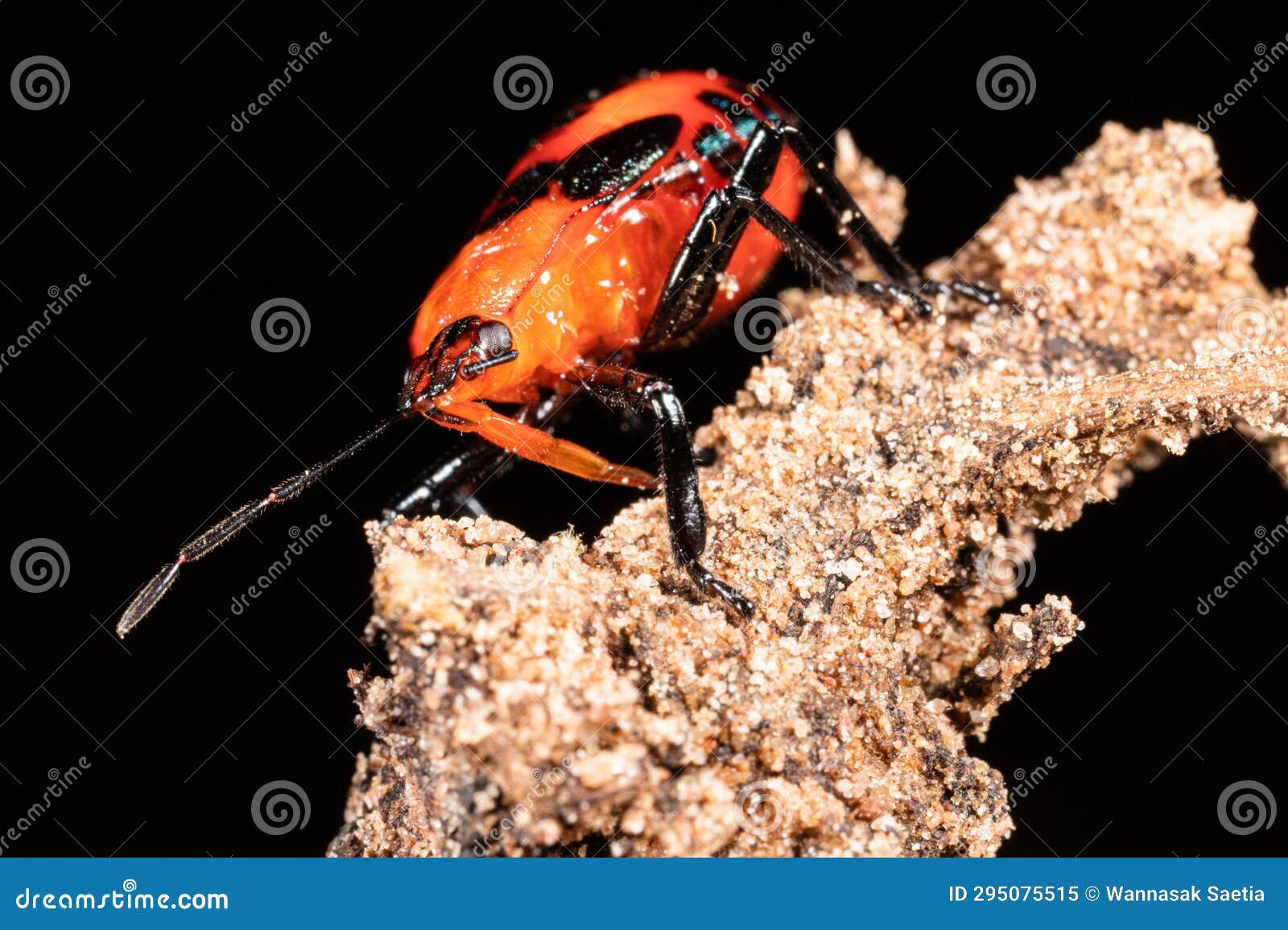 Close-up Of Shield Eagle Geranoaetus Melanoleucus Adult. Also Called ...