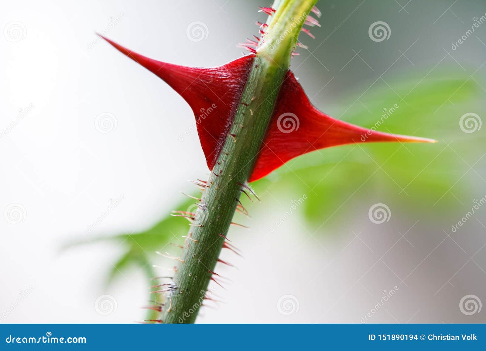 A close-up of a red spike stock photo. Image of floral - 151890194