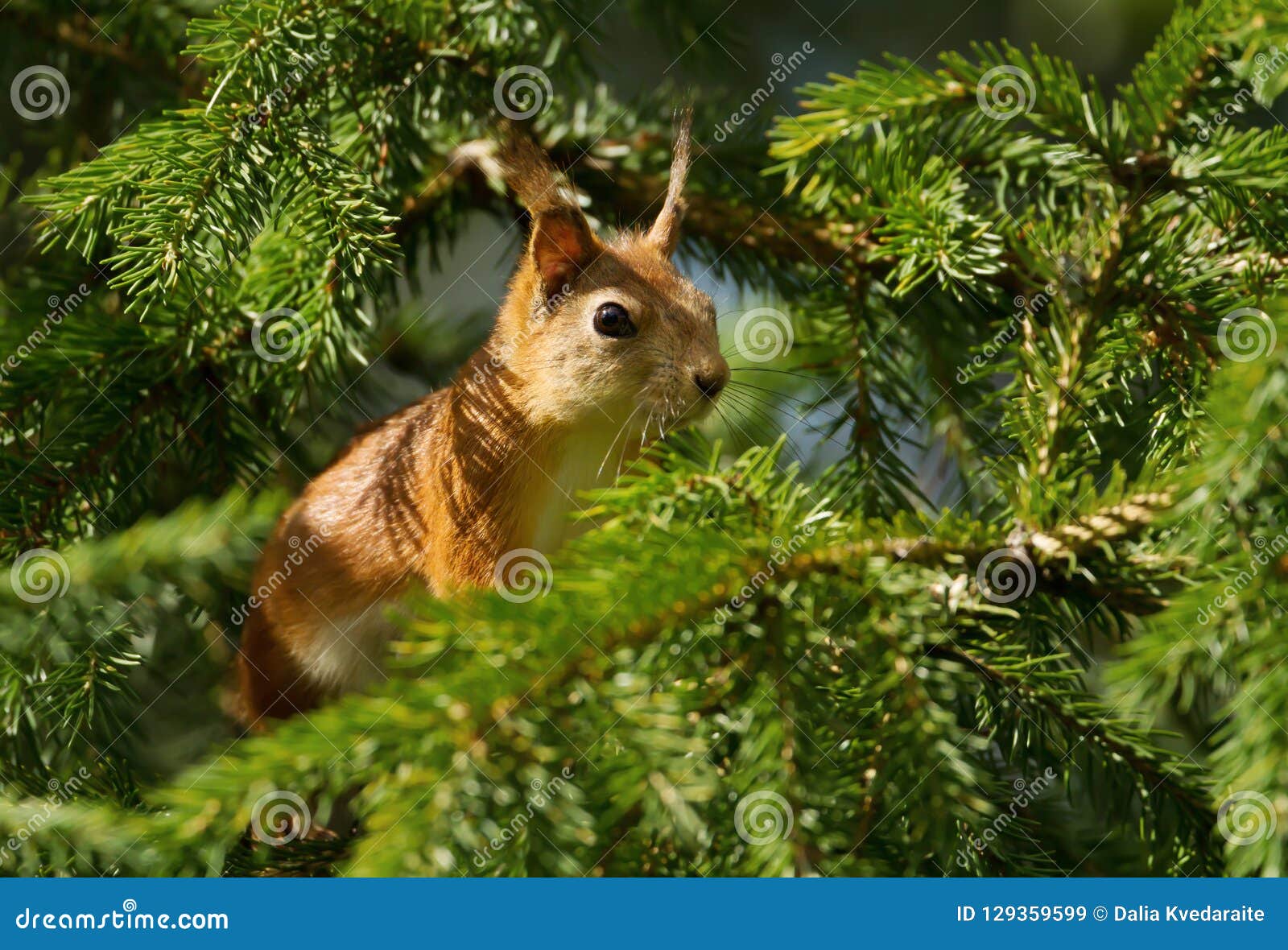 Close Up of a Red Squirrel in a Fir Tree Stock Image - Image of brown ...
