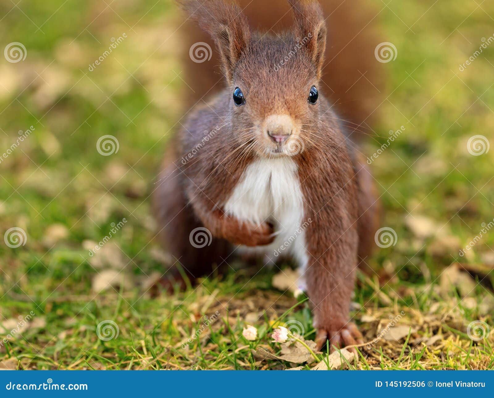 Close Up Red Squirrel Looking in a Natural Park Stock Photo - Image of ...