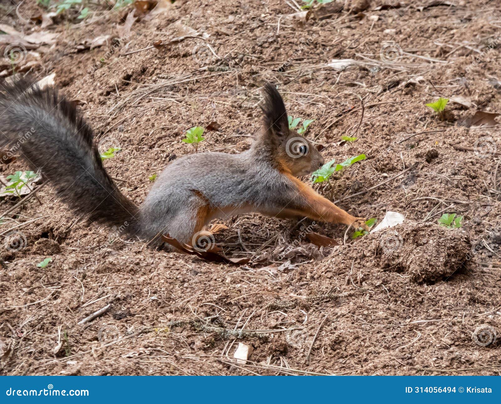 Close-up of the Red Squirrel (Sciurus Vulgaris) Digging Soil and Hiding ...