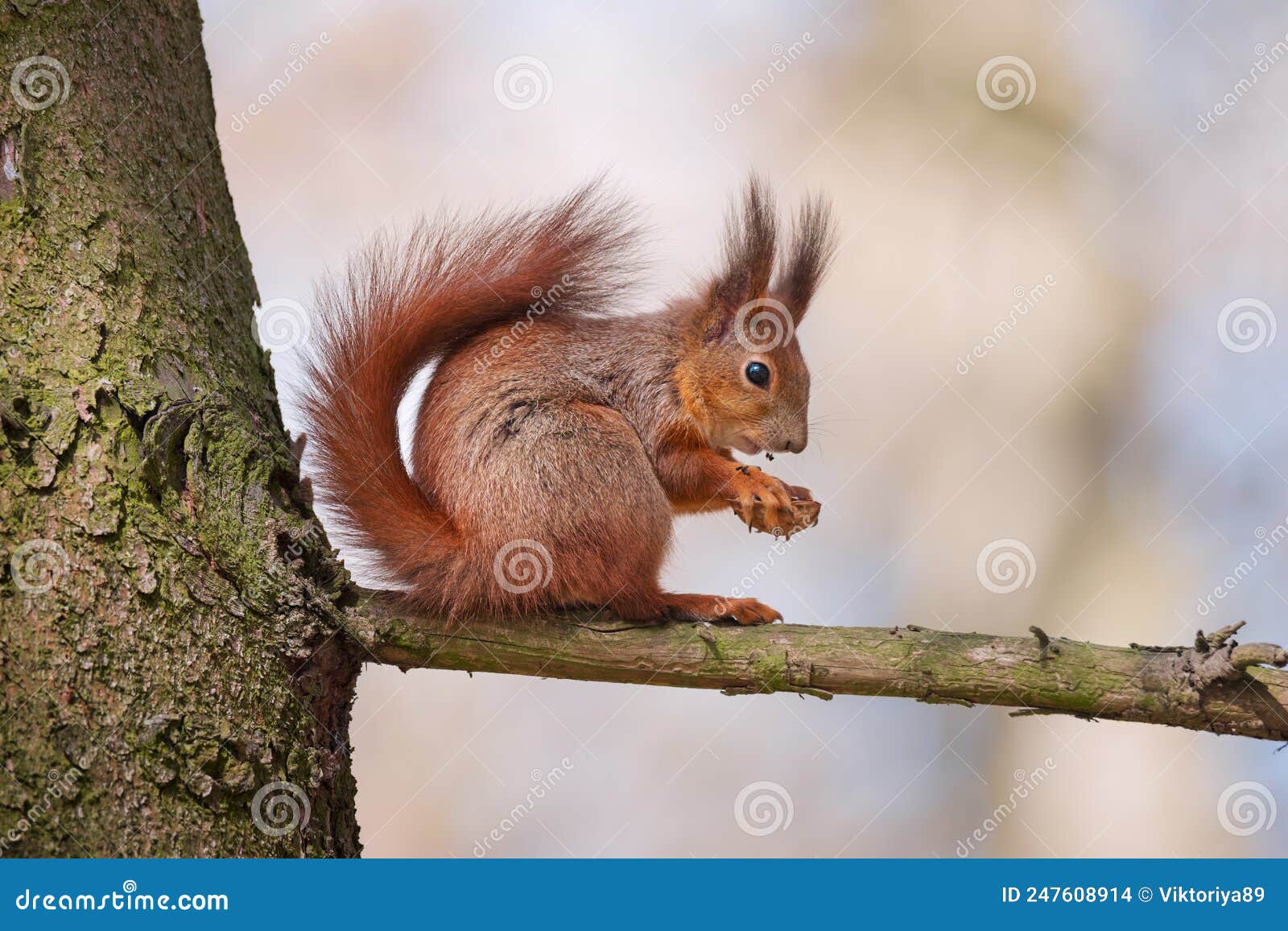 Close-up of a Red Squirrel on Tree Branch Stock Photo - Image of forest ...