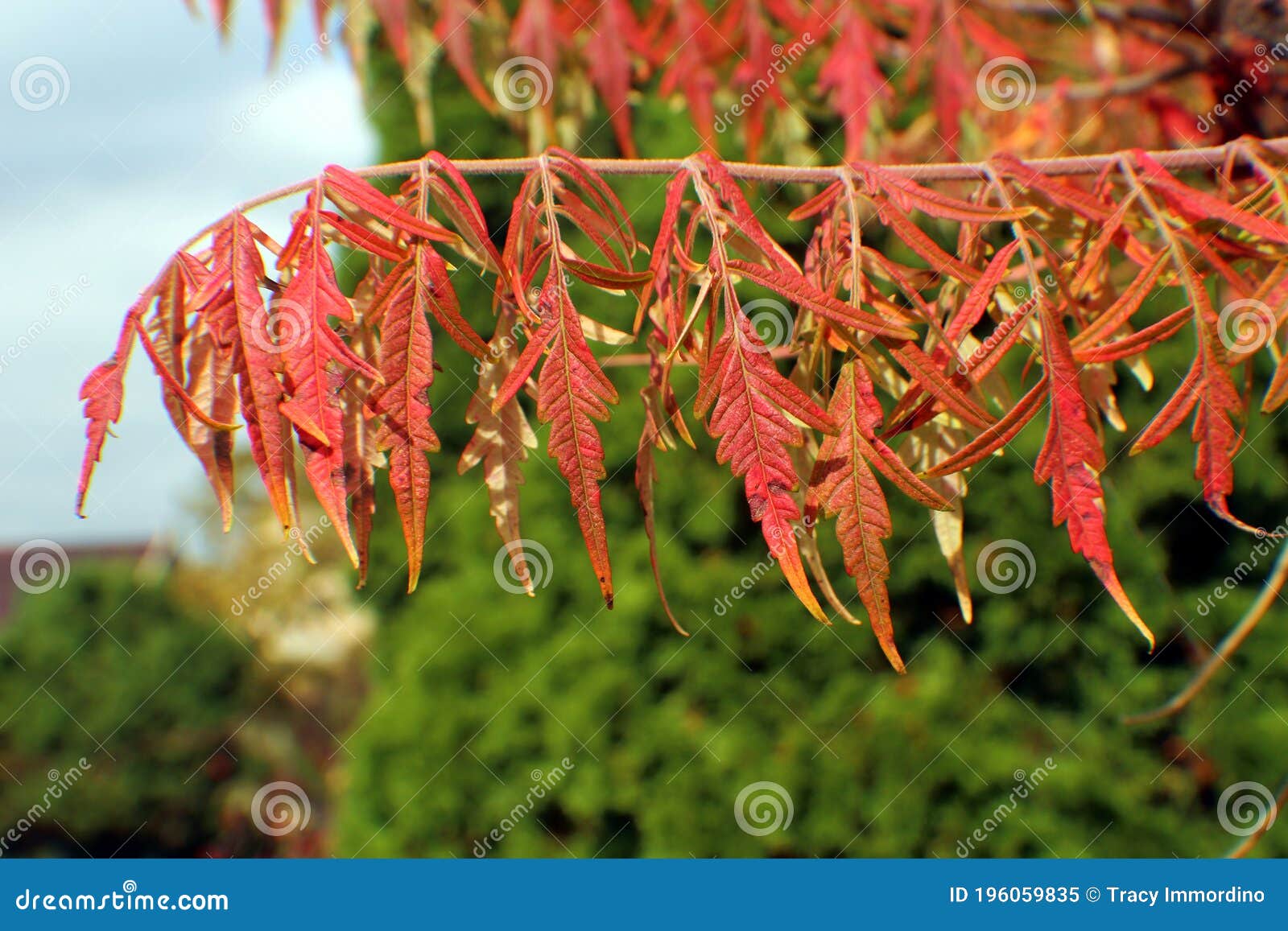 Close Up of Red Sumac Leaves in the Fall Stock Image - Image of tree ...
