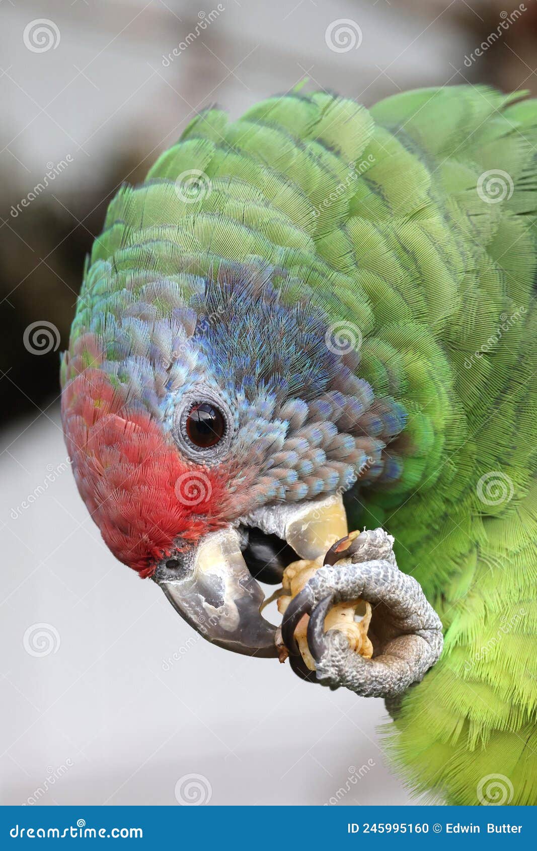 Close Up of a Red-tailed Amazon Stock Photo - Image of beautiful ...