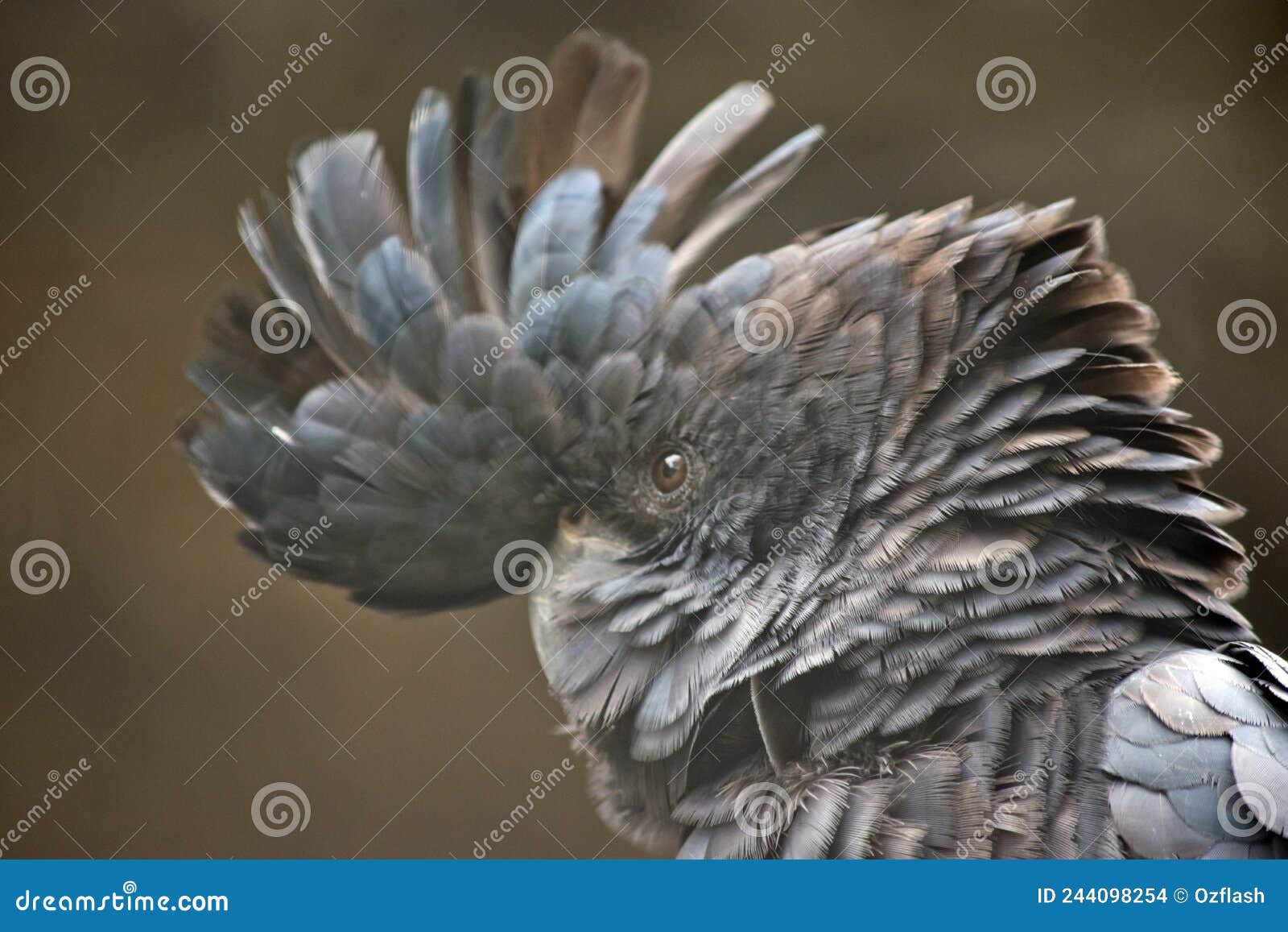 This is a Close Up of a Red Tailed Black Cockatoo Stock Photo - Image ...