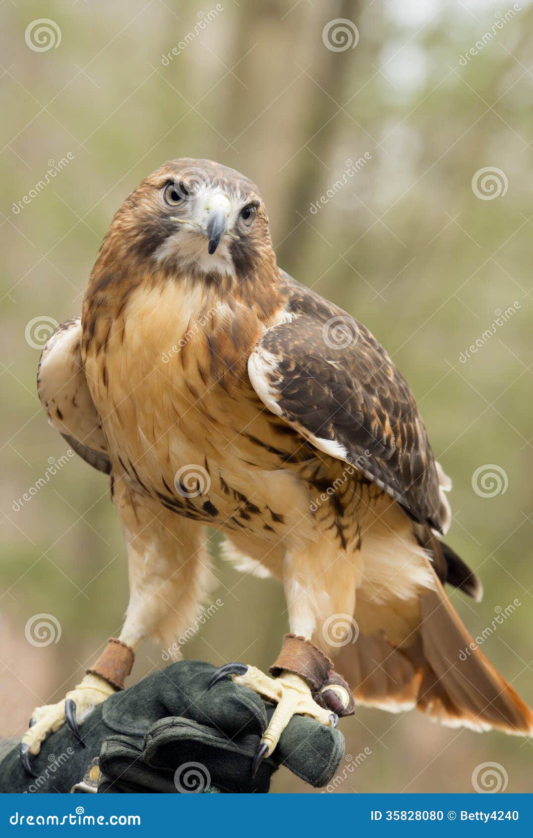 Close Up of a Red Tailed Hawk. Stock Photo - Image of redtailed ...