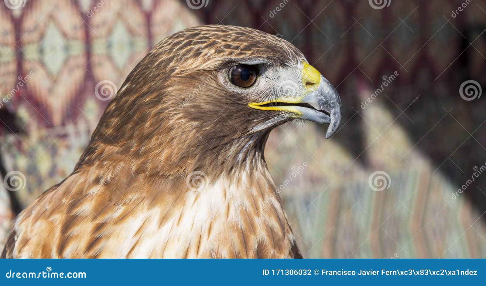 Close-up of a Red-tailed Hawk Staring Off Stock Photo - Image of ...