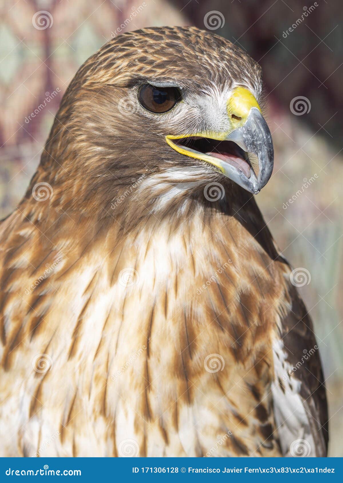 Close-up of a Red-tailed Hawk Staring Off Stock Photo - Image of beak ...