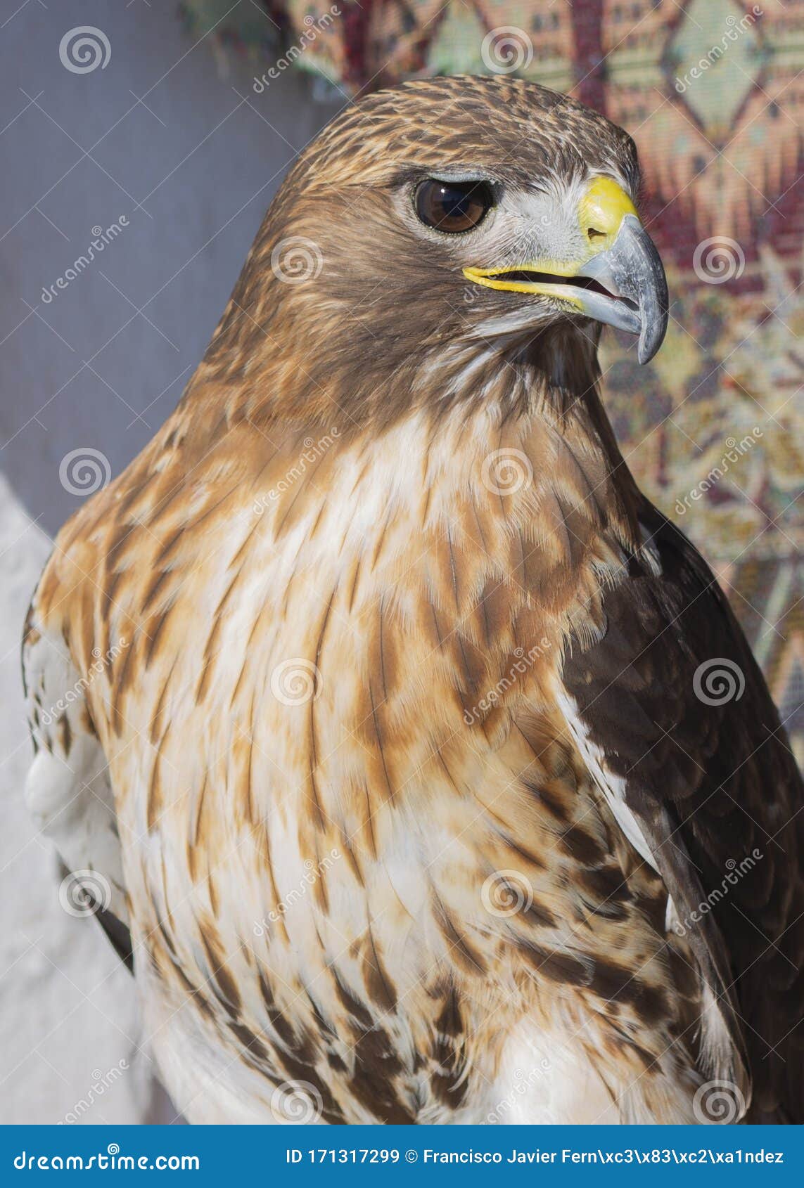 Close-up of a Red-tailed Hawk Staring Off Stock Image - Image of ...