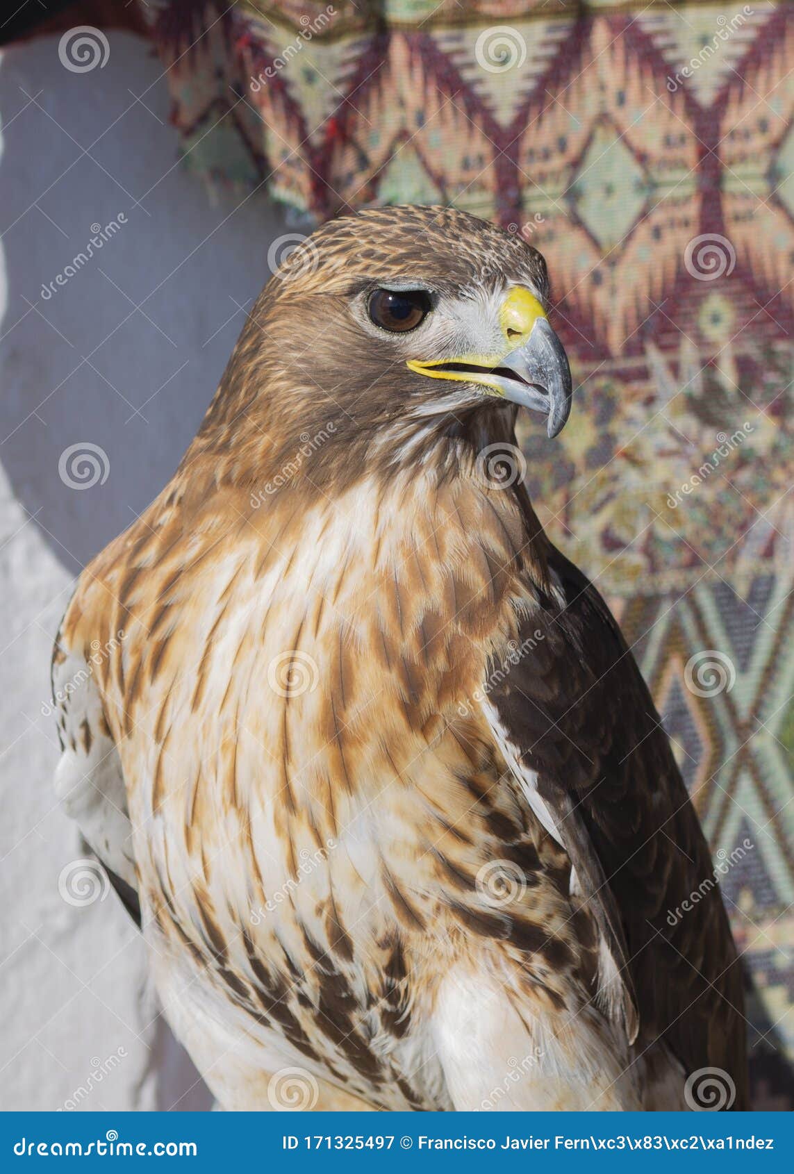 Close-up of a Red-tailed Hawk Staring Off Stock Image - Image of tail ...
