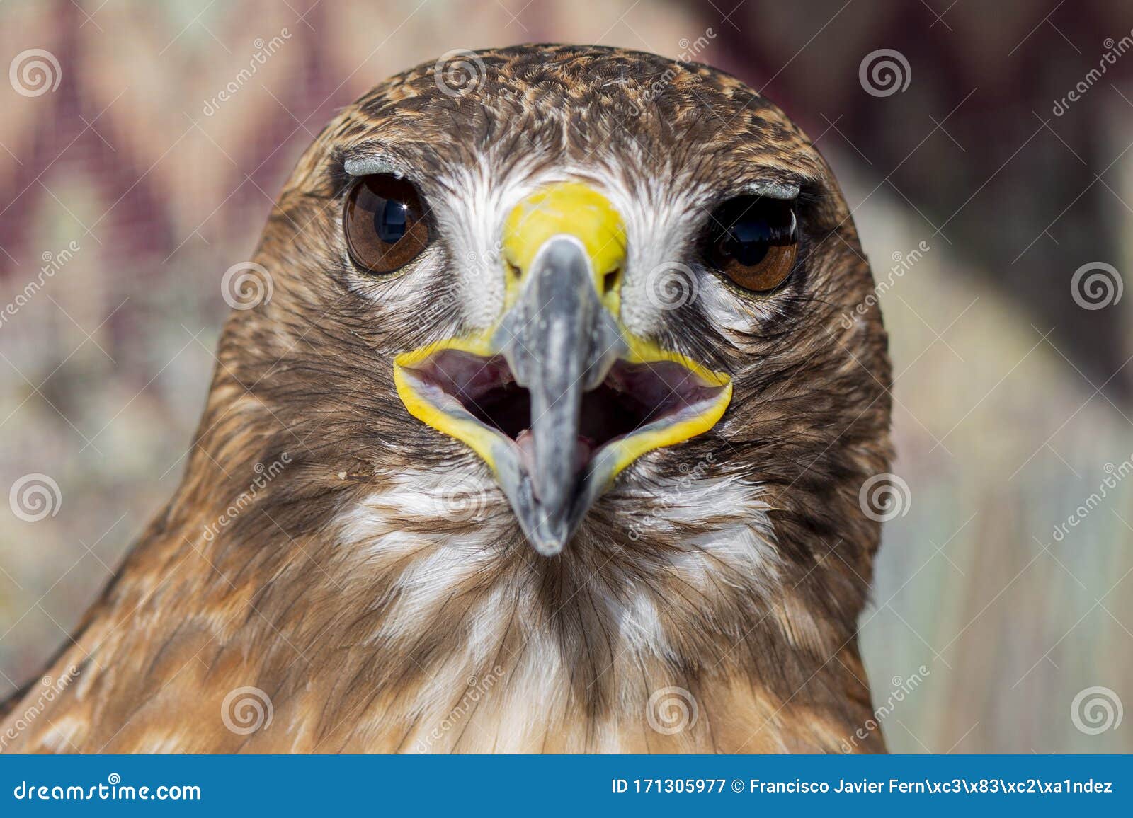 Close-up of a Red-tailed Hawk Staring To the Camera Stock Image - Image of feather, outdoor ...