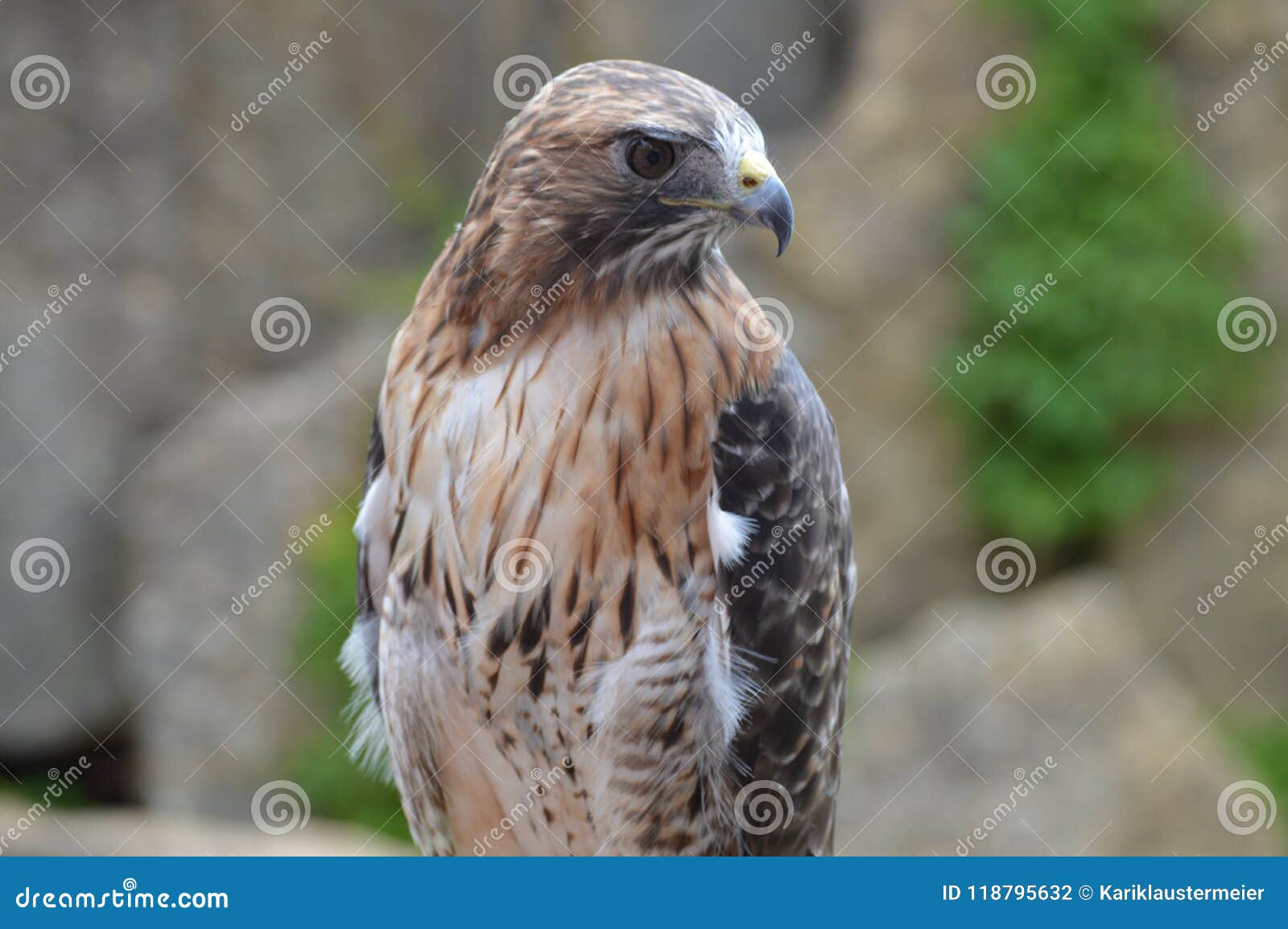 Close Up of a Red Tailed Hawk Stock Photo - Image of enrichment, raptor ...