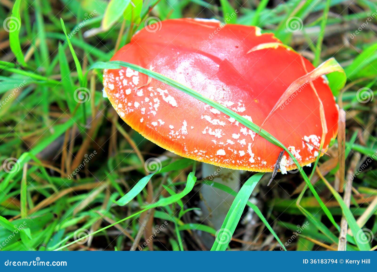 Close up of red toadstool stock photo. Image of danger - 36183794