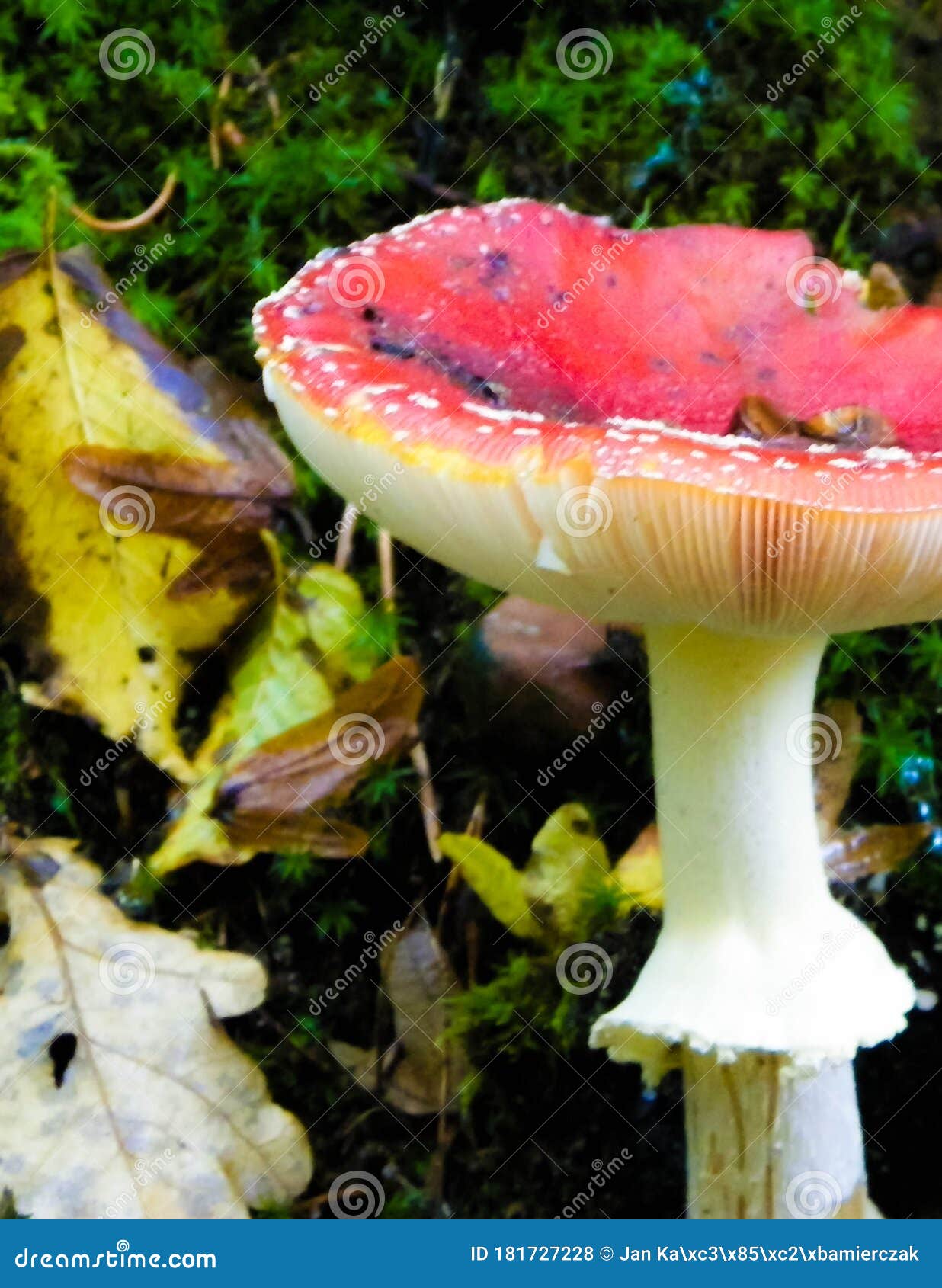 Close Up of Red Toadstool, Poisonous Mushroom Stock Photo - Image of ...