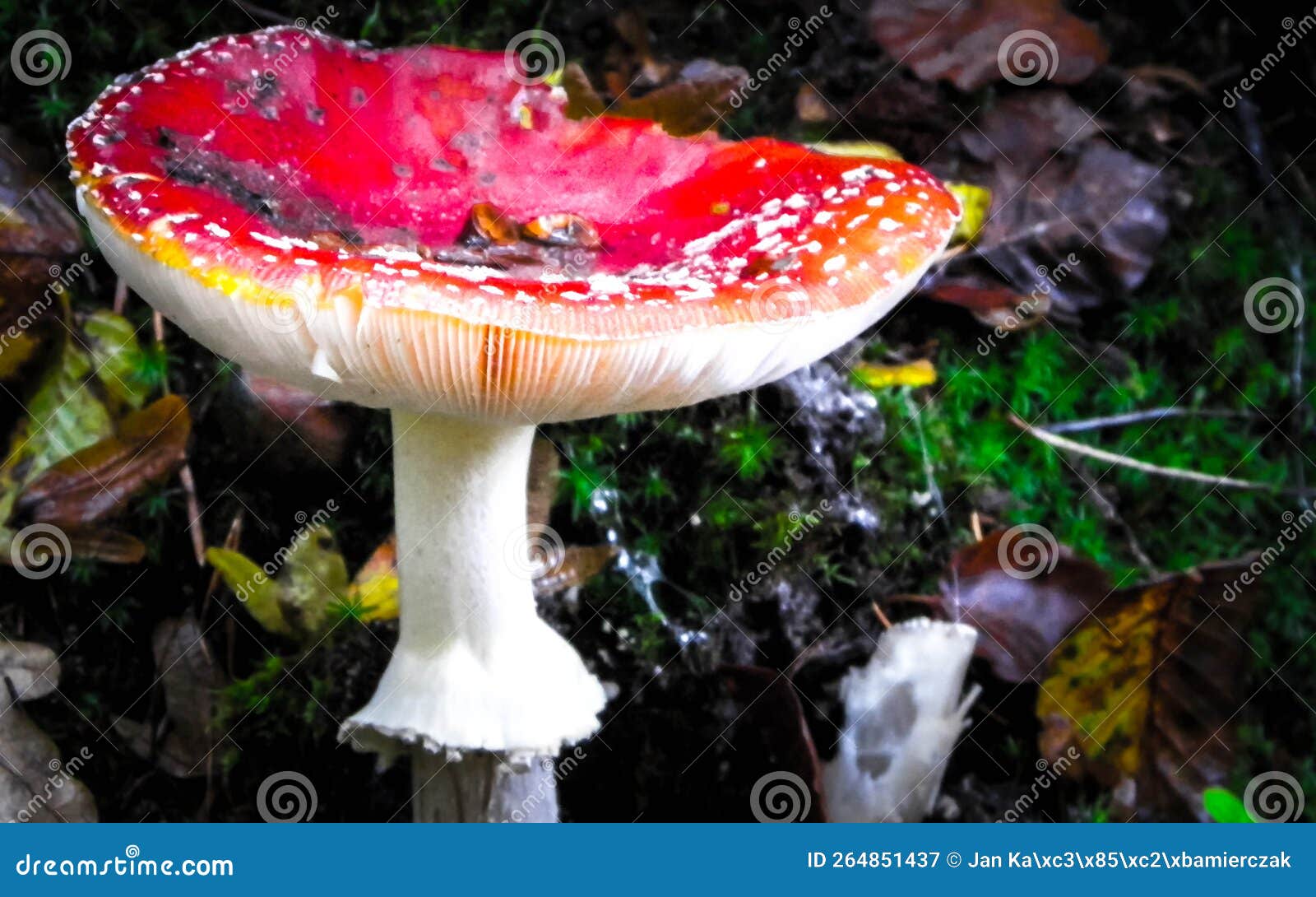 Close Up of Red Toadstool, Poisonous Mushroom Stock Image - Image of ...