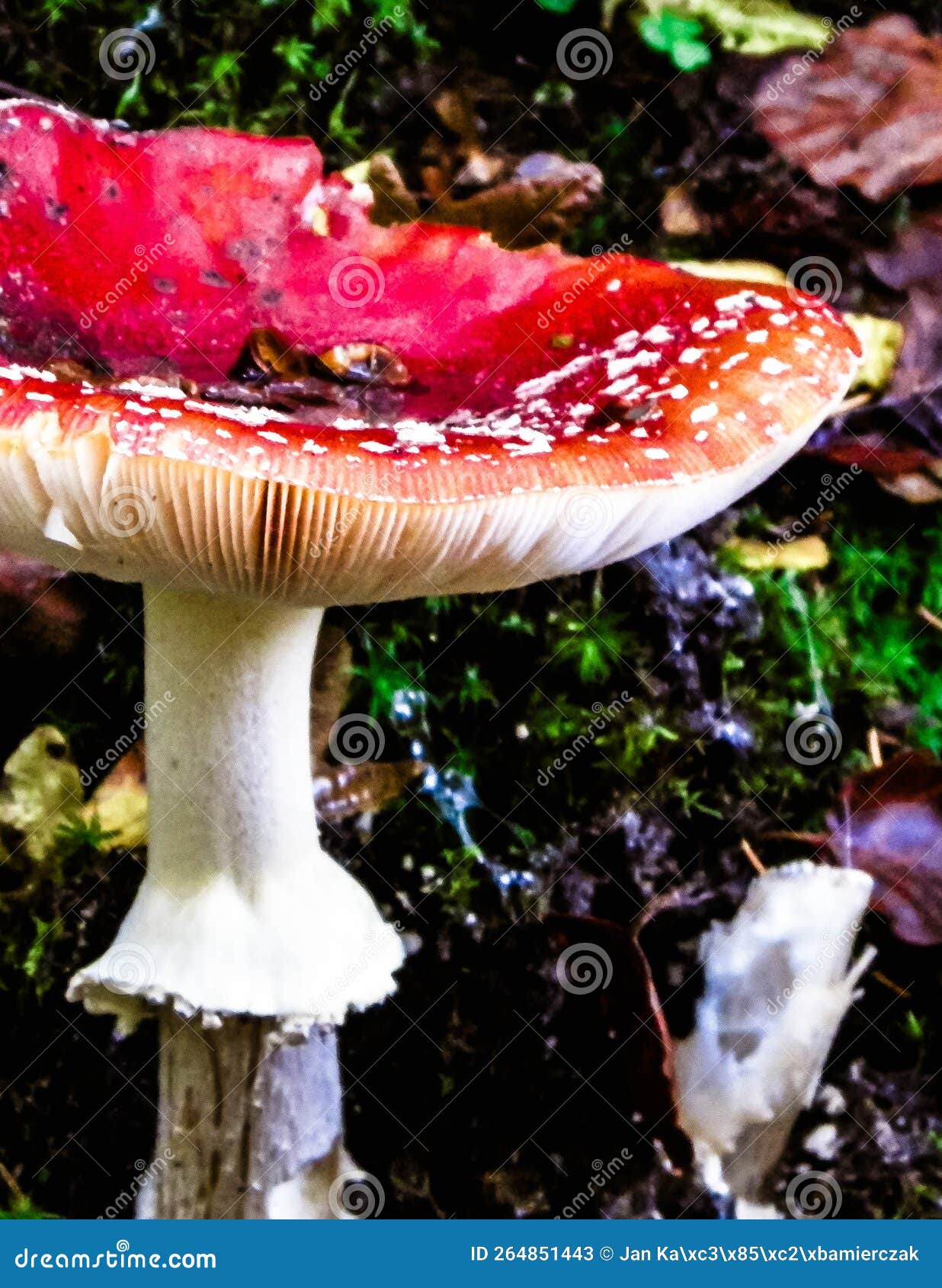 Close Up of Red Toadstool, Poisonous Mushroom Stock Image - Image of ...