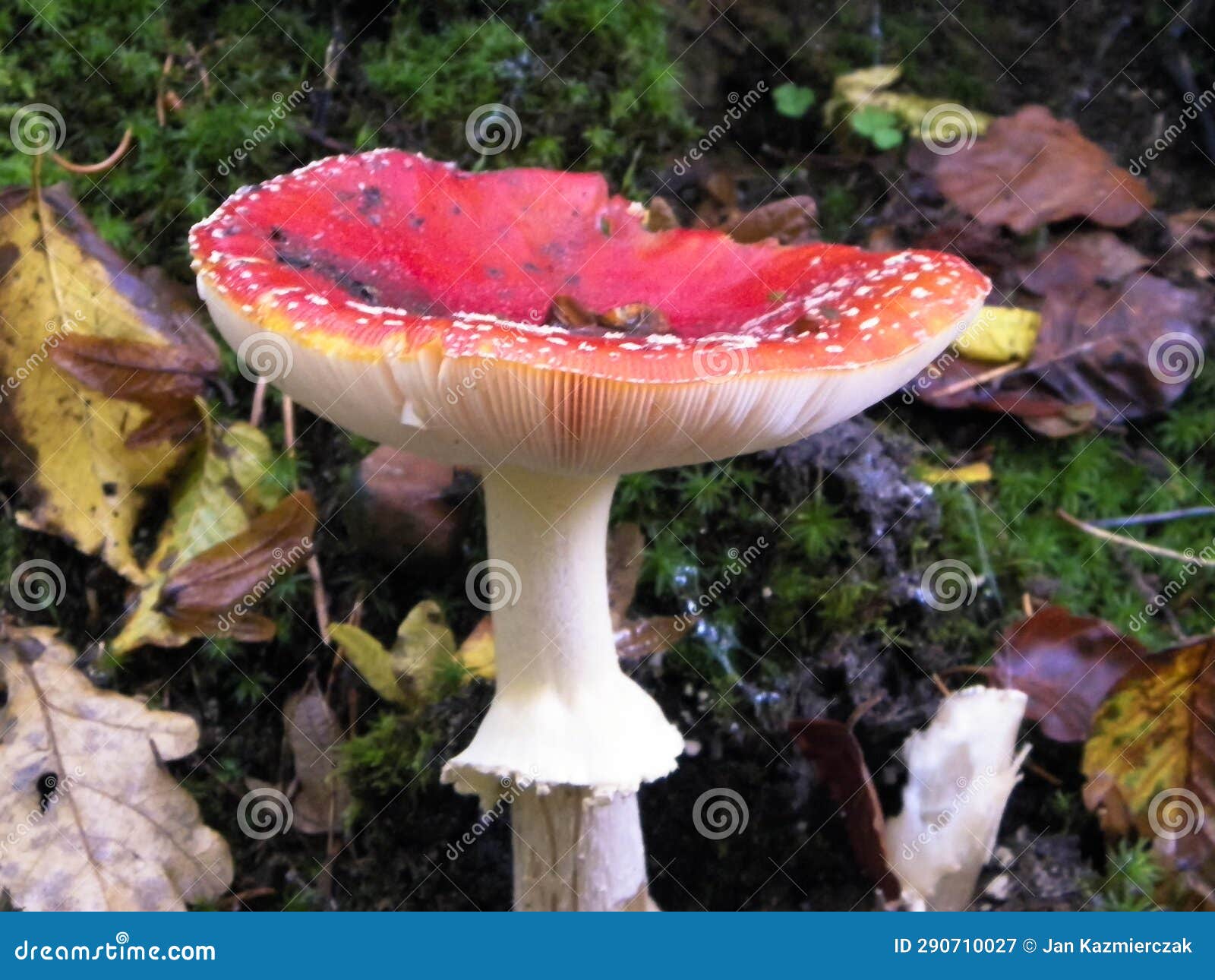 Close Up of Red Toadstool, Poisonous Mushroom Stock Image - Image of ...