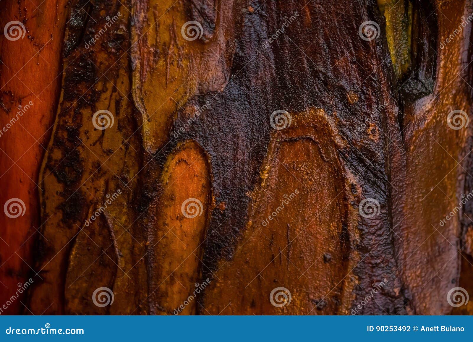 Close up on red tree bark stock photo. Image of forest - 90253492