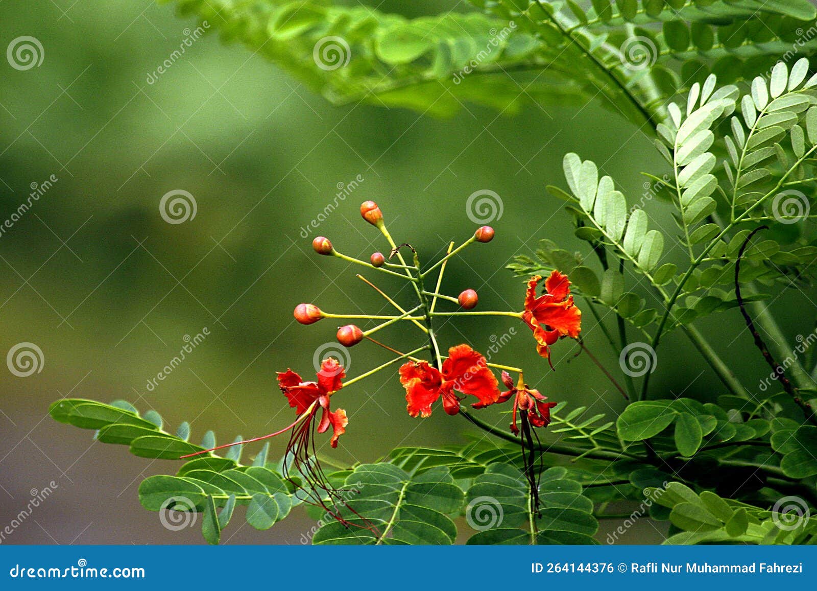 Close-up of a Red Trumpet Flower Stock Photo - Image of herb, plant ...