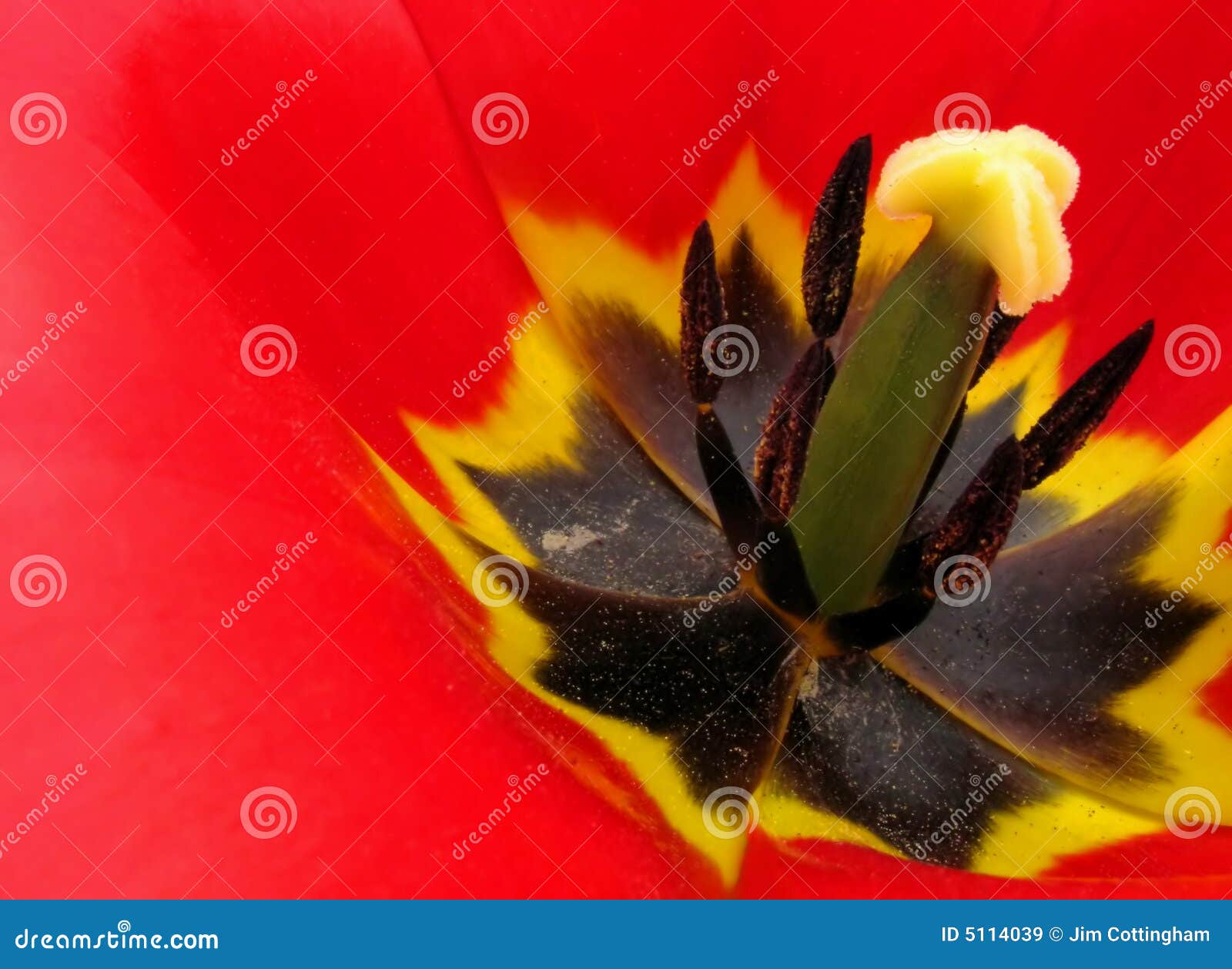 Anatomy Of A Tulip Royalty-Free Stock Image | CartoonDealer.com #64744